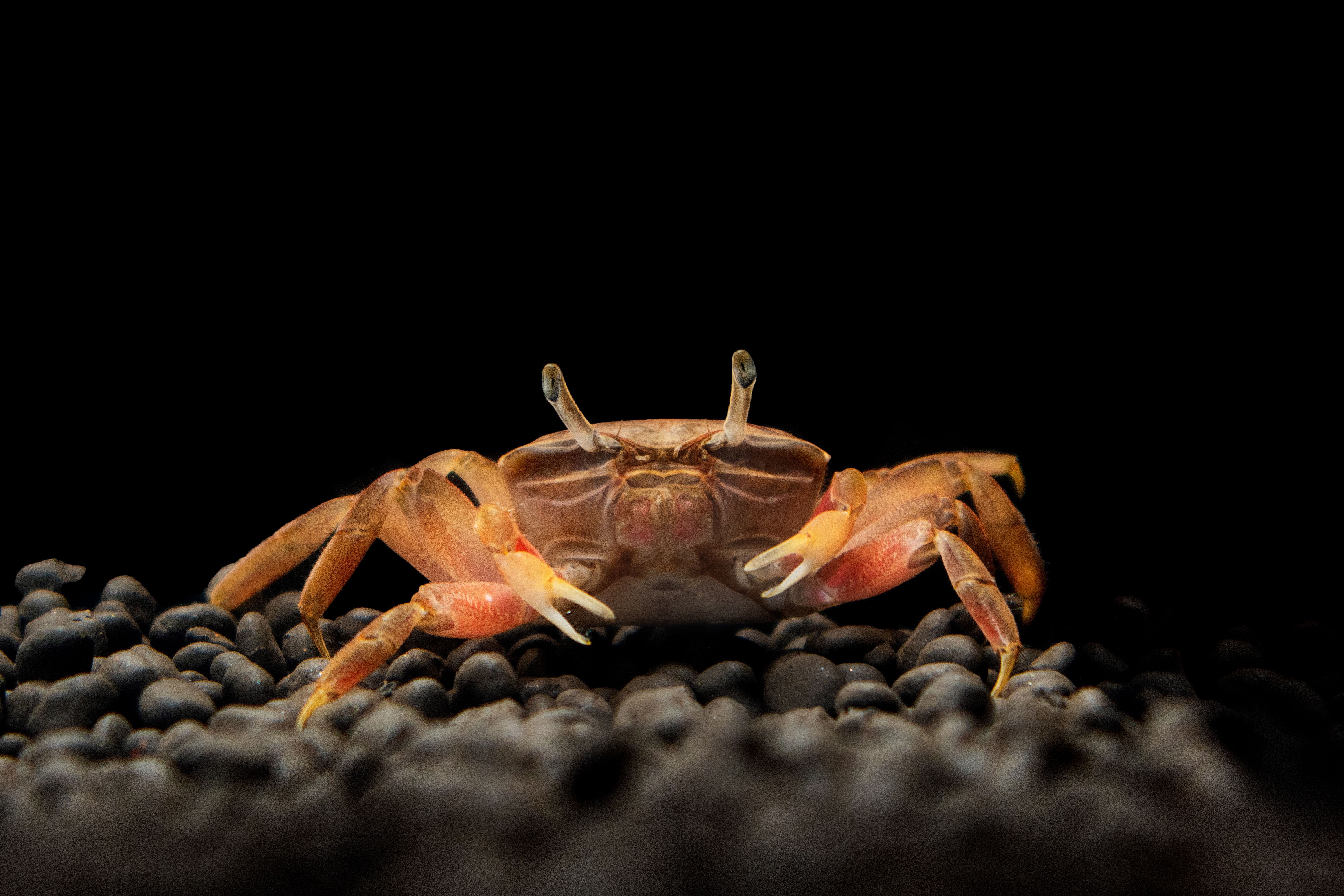 Crab on Pebbles · Free Stock Photo