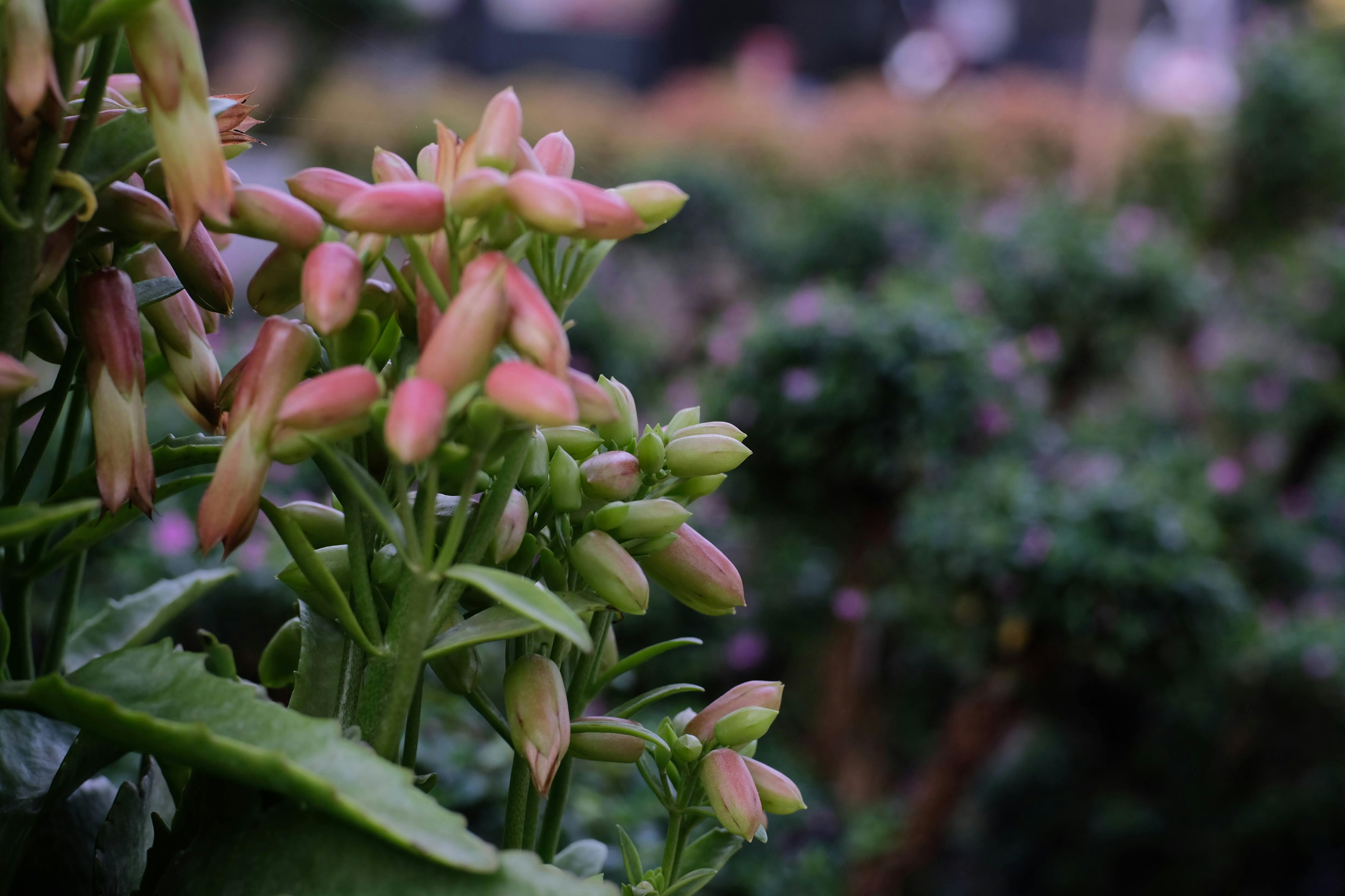 Nature With Flowers Photos, Download The BEST Free Nature With Flowers ...