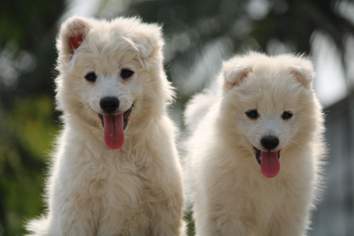 Dog Images Photos, Download The BEST Free Dog Images Stock Photos & HD ...