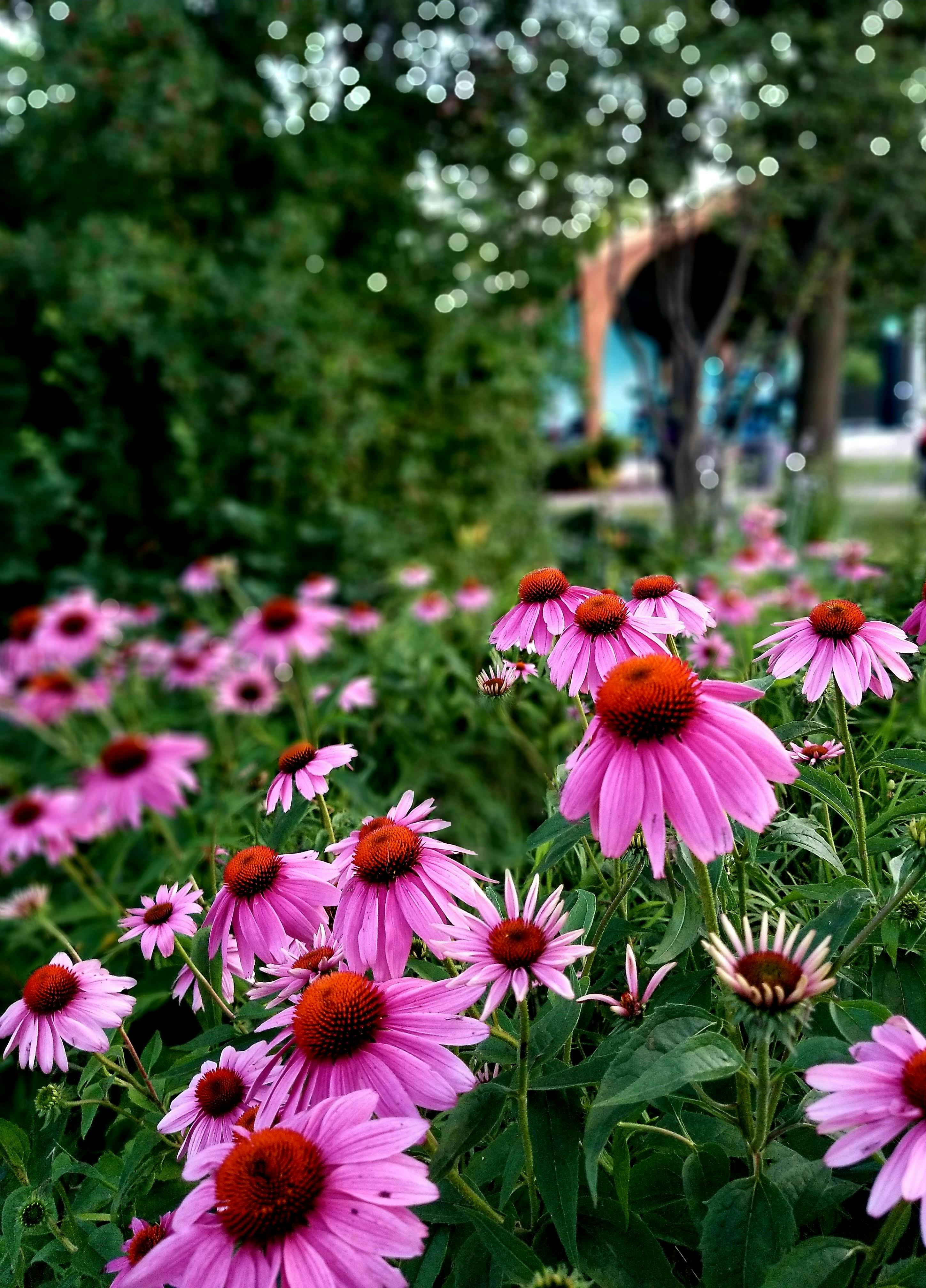 Nature With Flowers Photos, Download The BEST Free Nature With Flowers ...