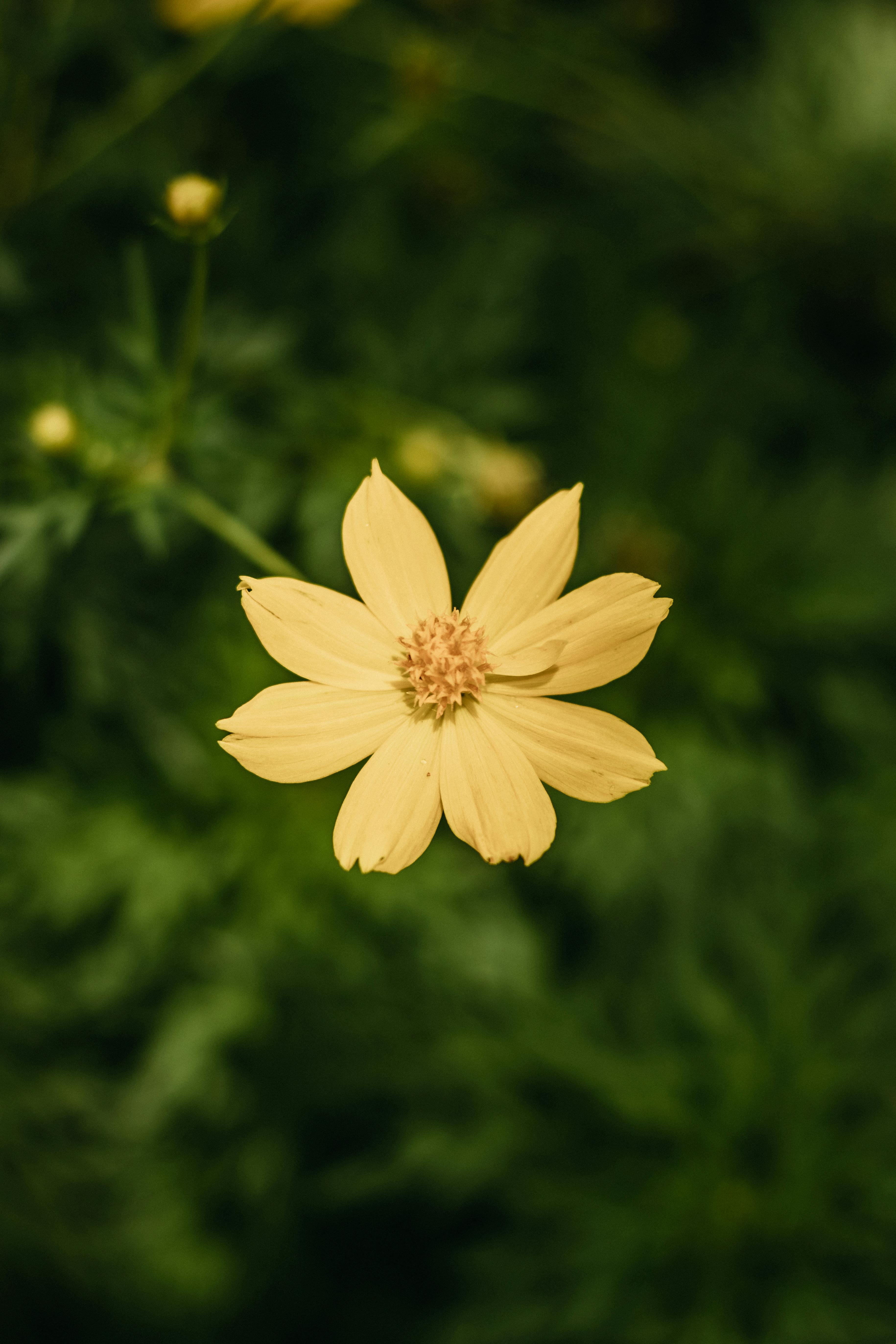 Yellow Nature Photos, Download The BEST Free Yellow Nature Stock Photos ...