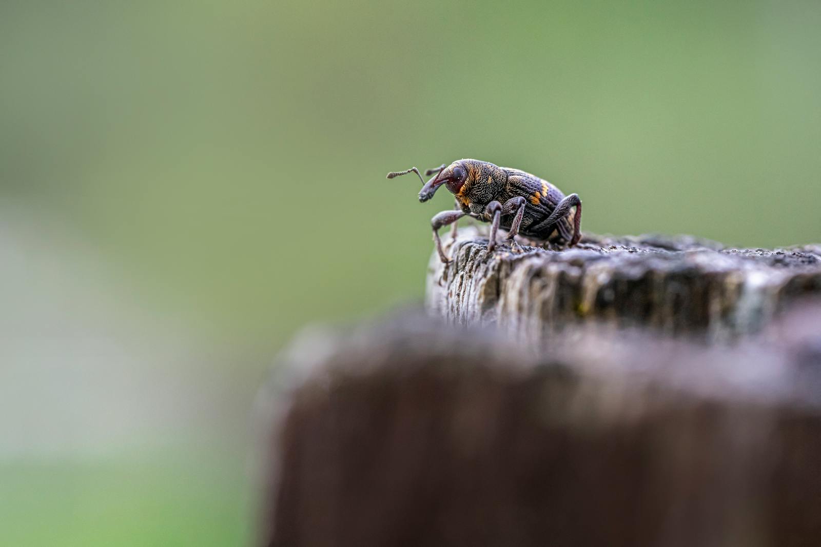 Pest Control Services Photos, Download The BEST Free Pest Control ...