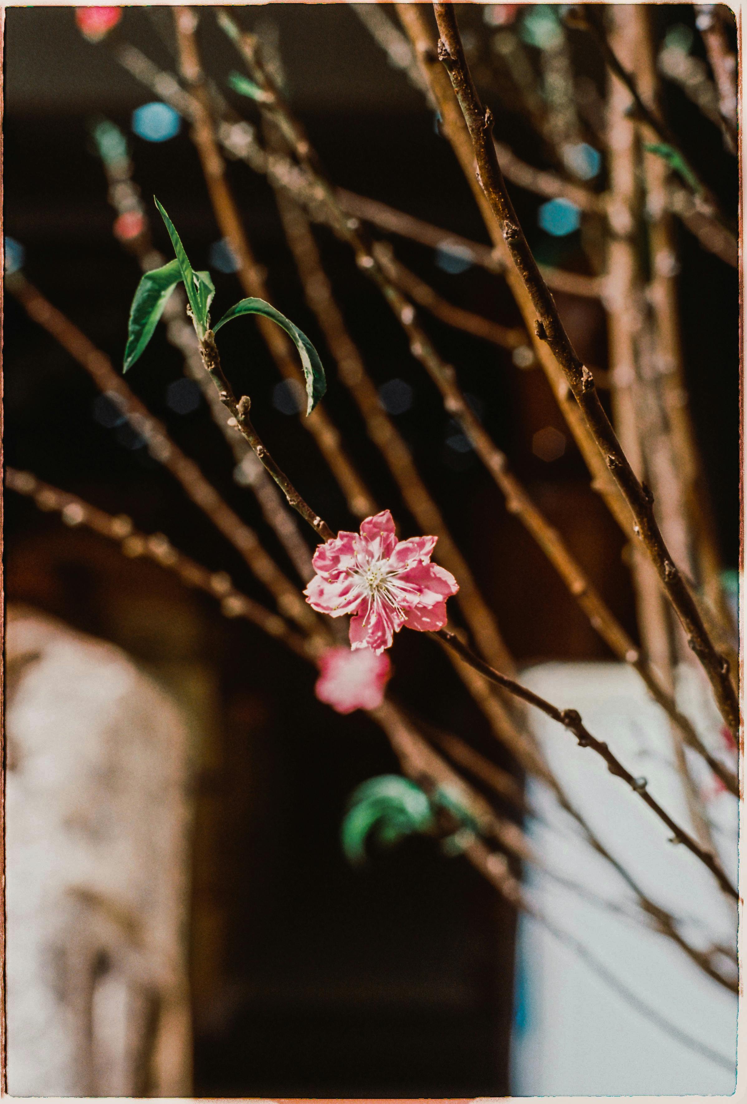 Dainty Flower Photos, Download The BEST Free Dainty Flower Stock Photos ...