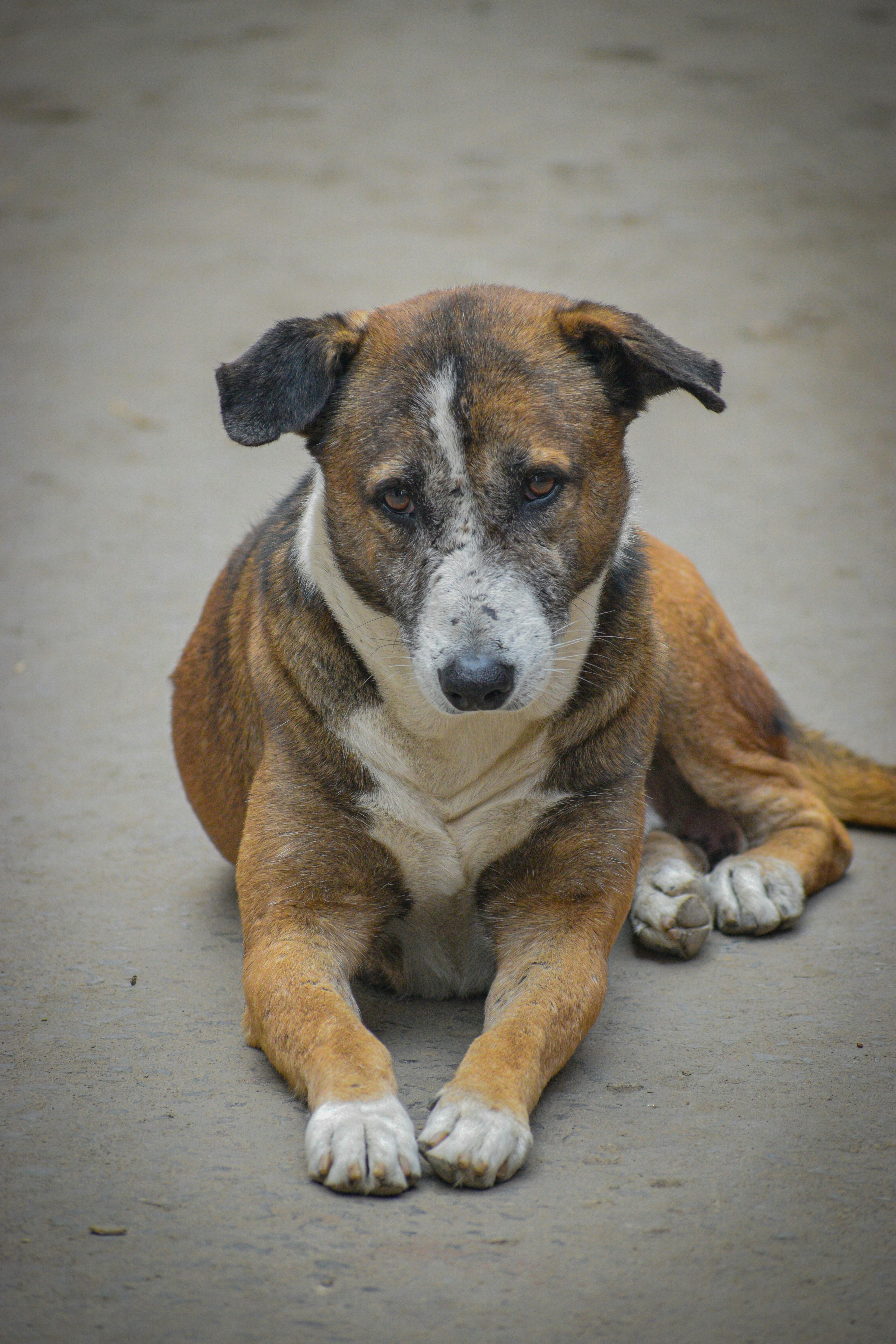 Foto de stock gratuita sobre @al aire libre, actitud tranquila ...