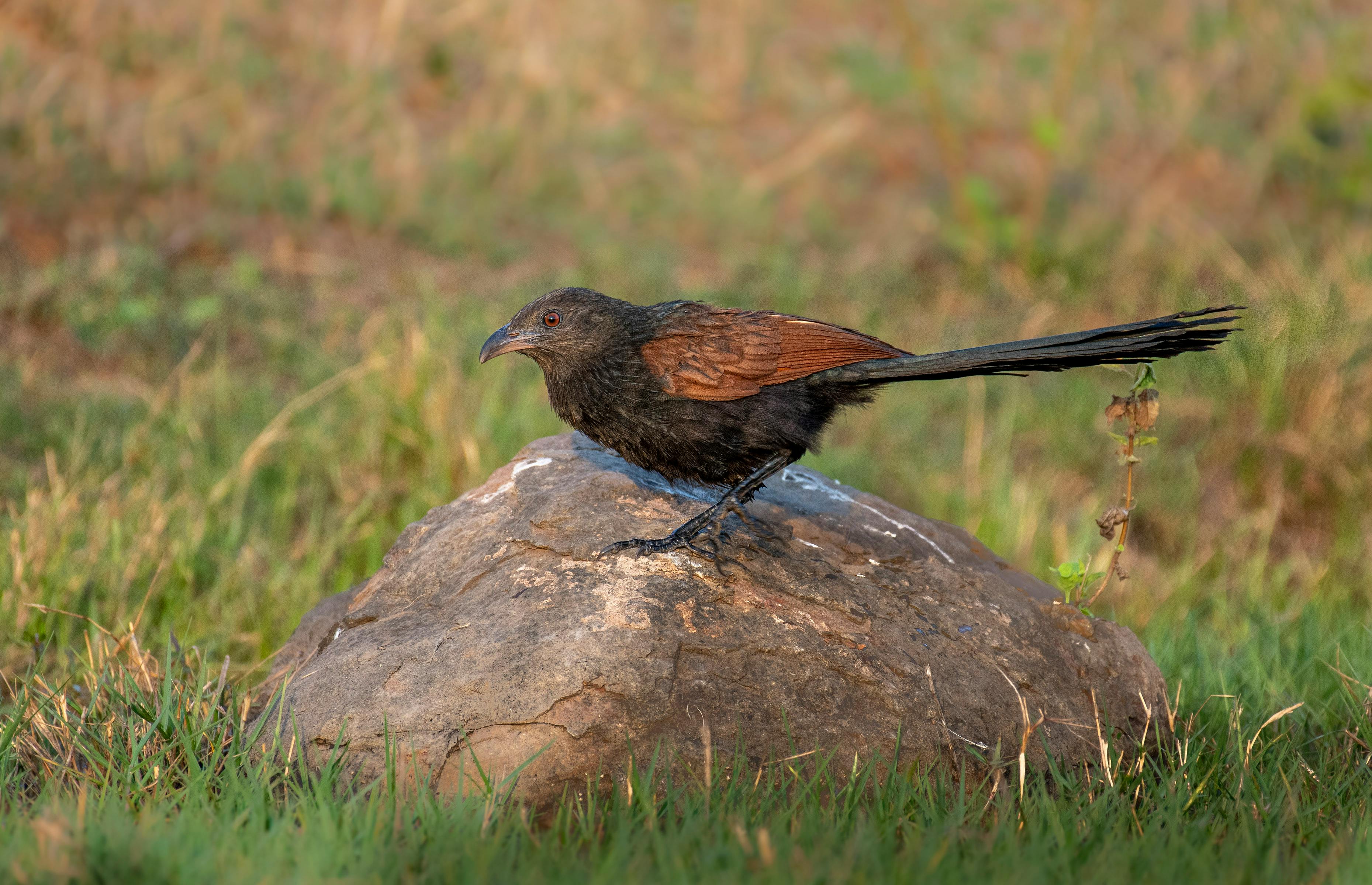 A Bird Perched on a Rock · Free Stock Photo
