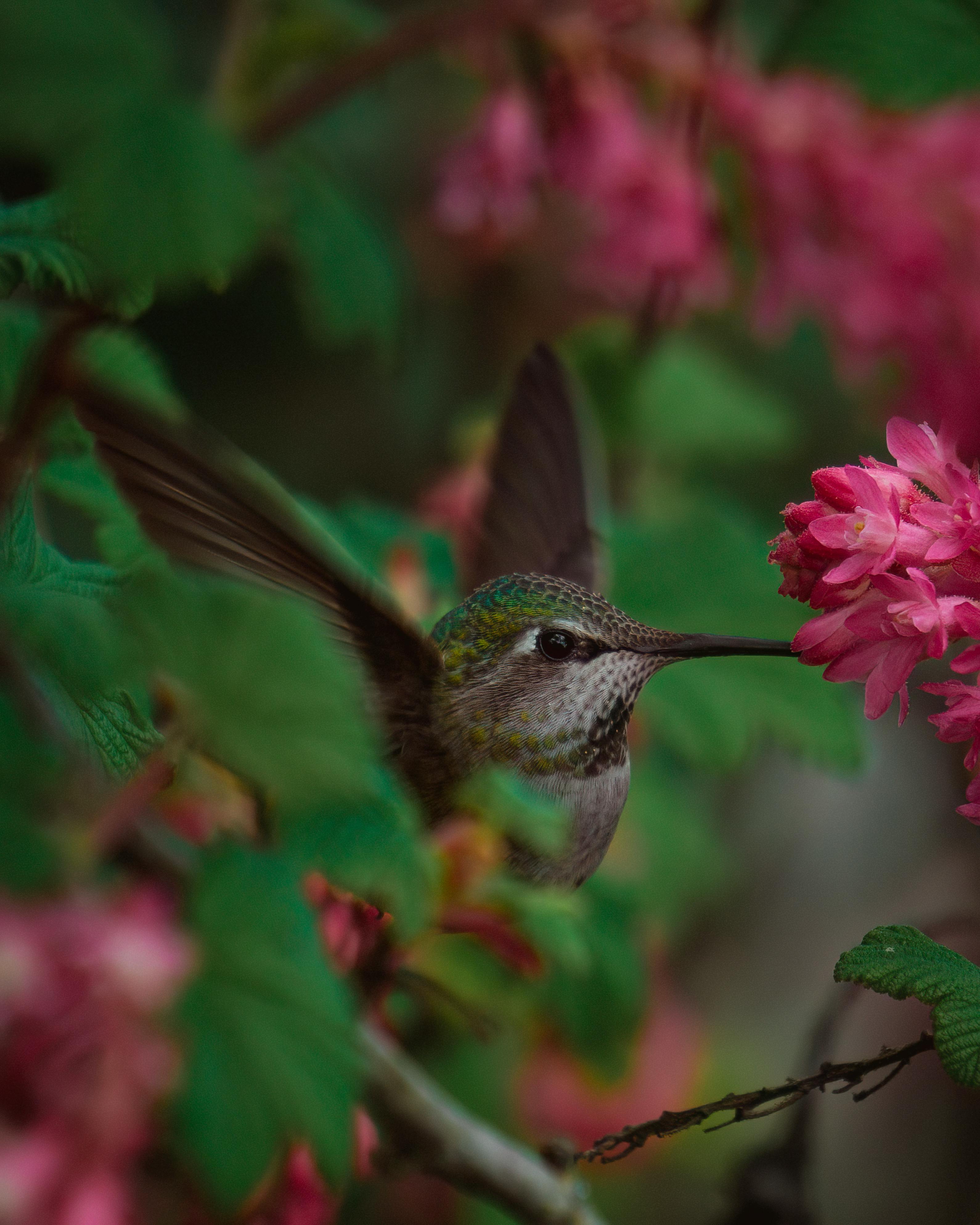Hummingbird And Flowers Photos, Download The BEST Free Hummingbird And ...