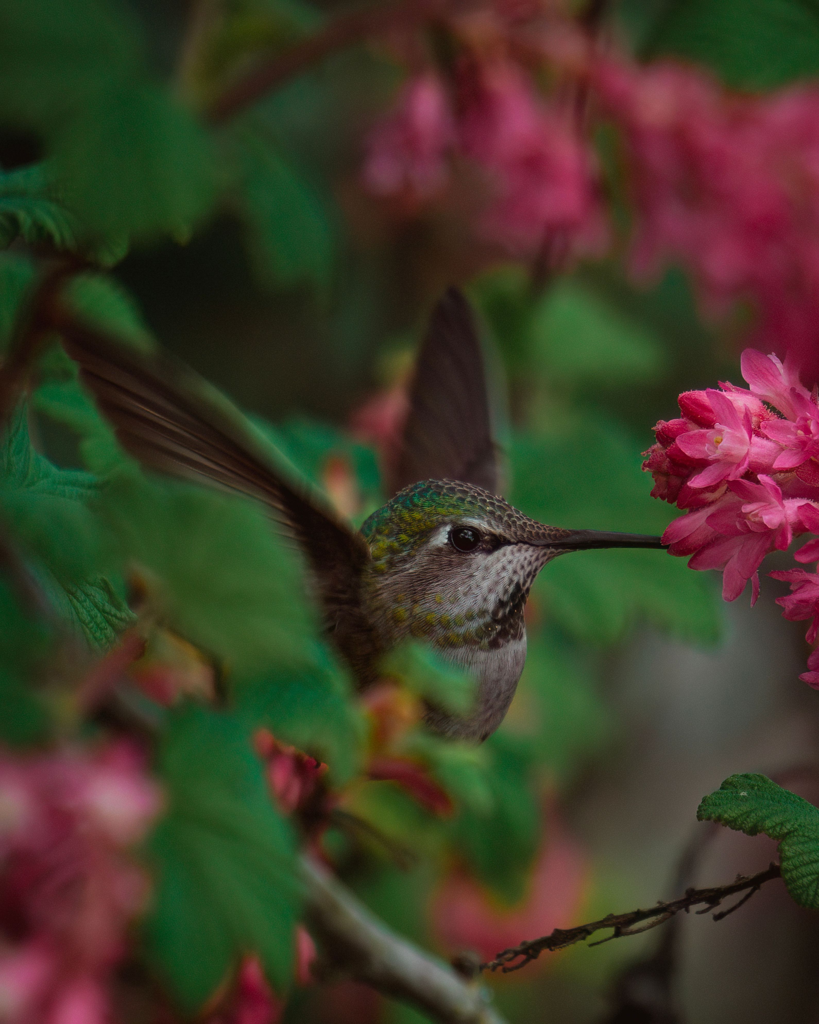 Focus Photography of Flying Hummingbird · Free Stock Photo