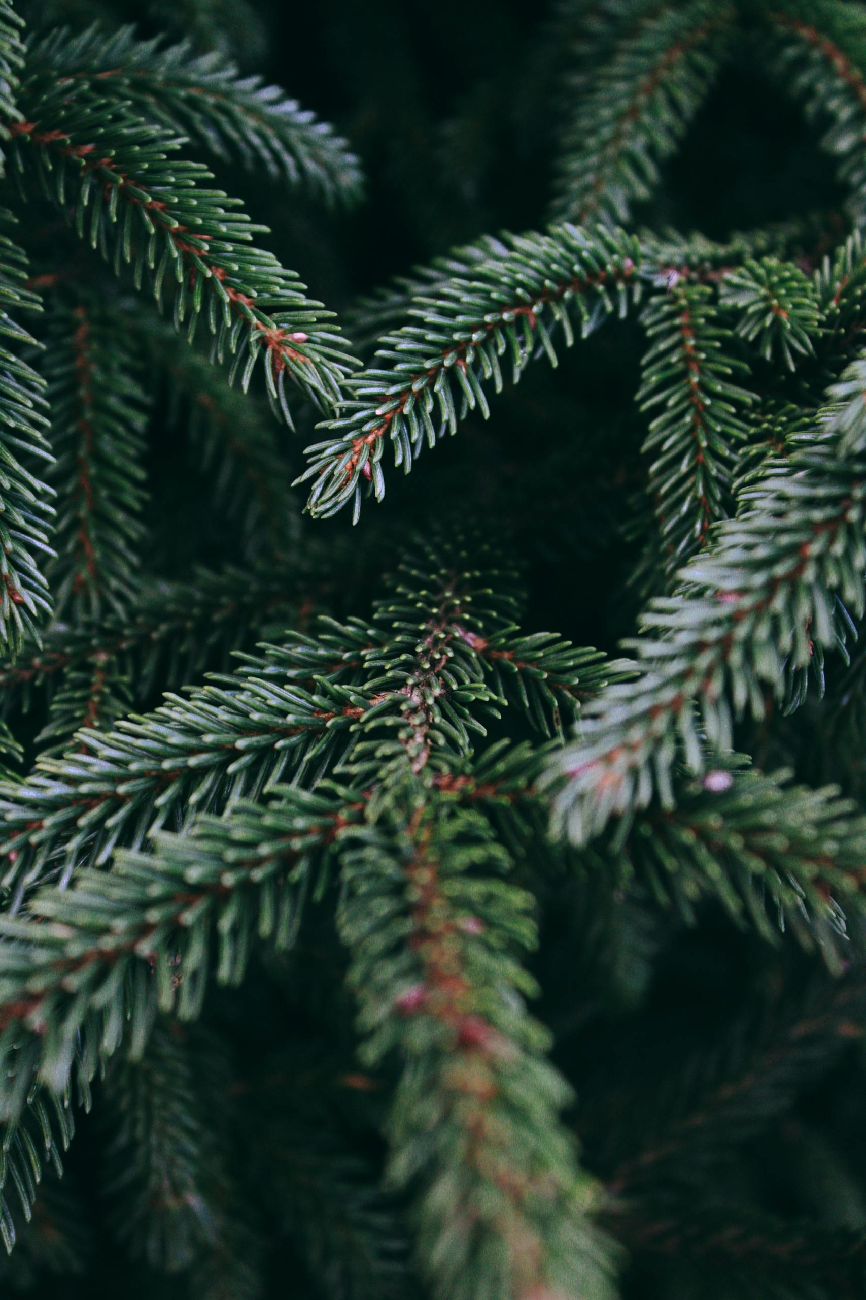 Close Up of Conifer Branch · Free Stock Photo