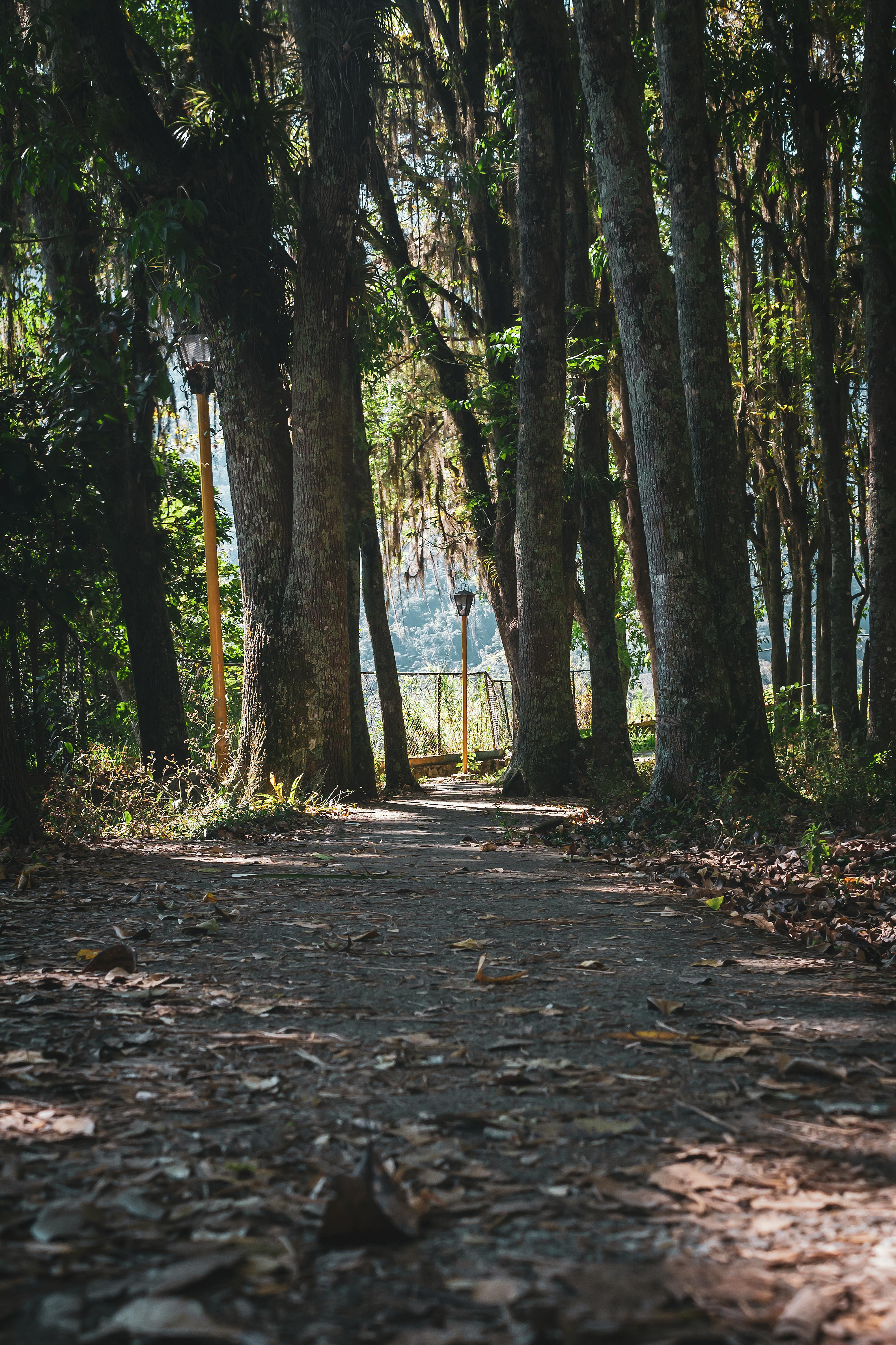 Path Among Trees in a Park · Free Stock Photo