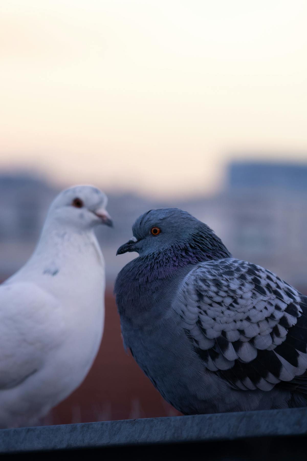 Pigeon Wallpaper Photos, Download The BEST Free Pigeon Wallpaper Stock ...