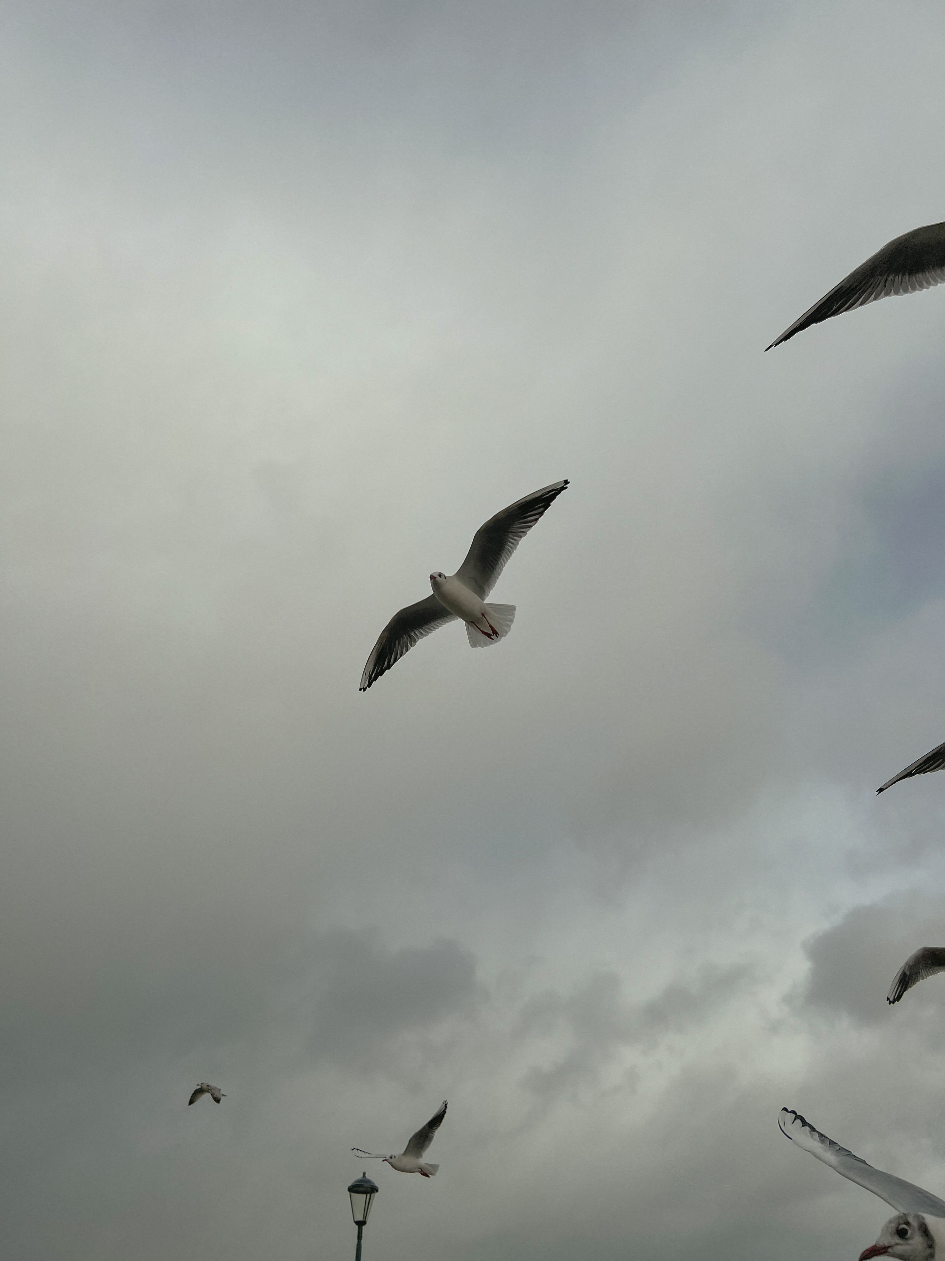 Seagulls Flying under Clouds · Free Stock Photo