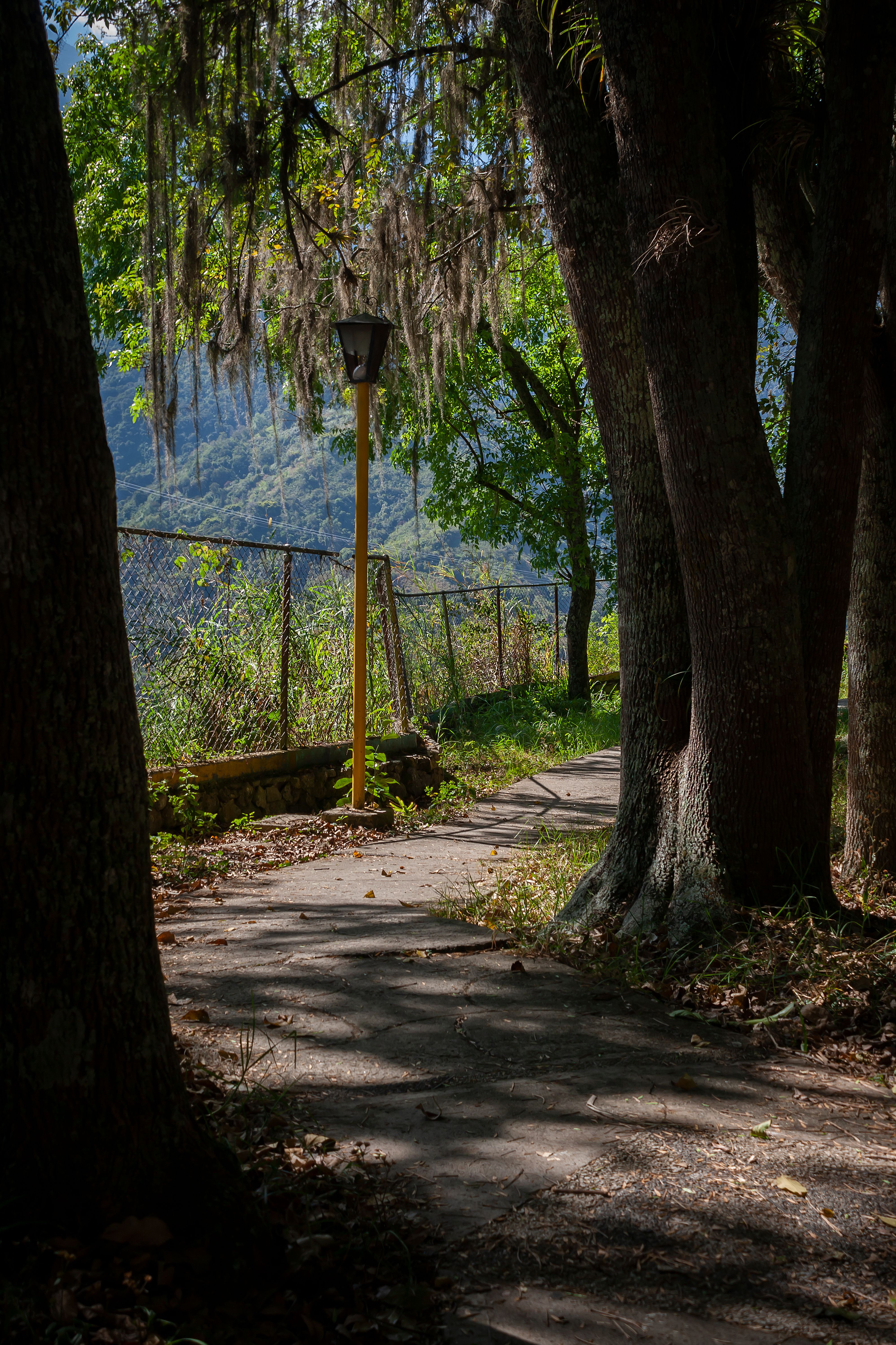 A path through the woods with a light pole · Free Stock Photo