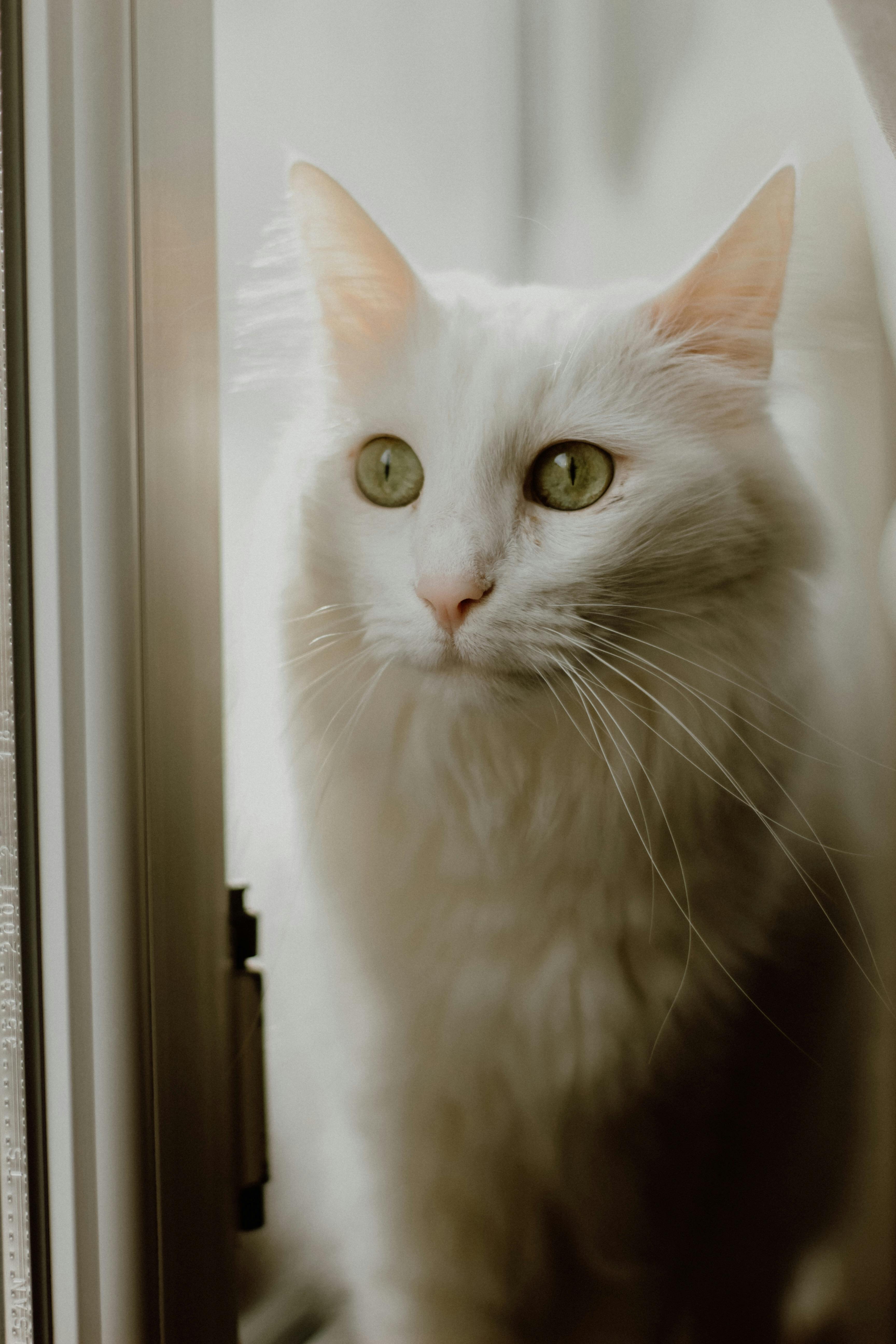 Shot of White Cat · Free Stock Photo
