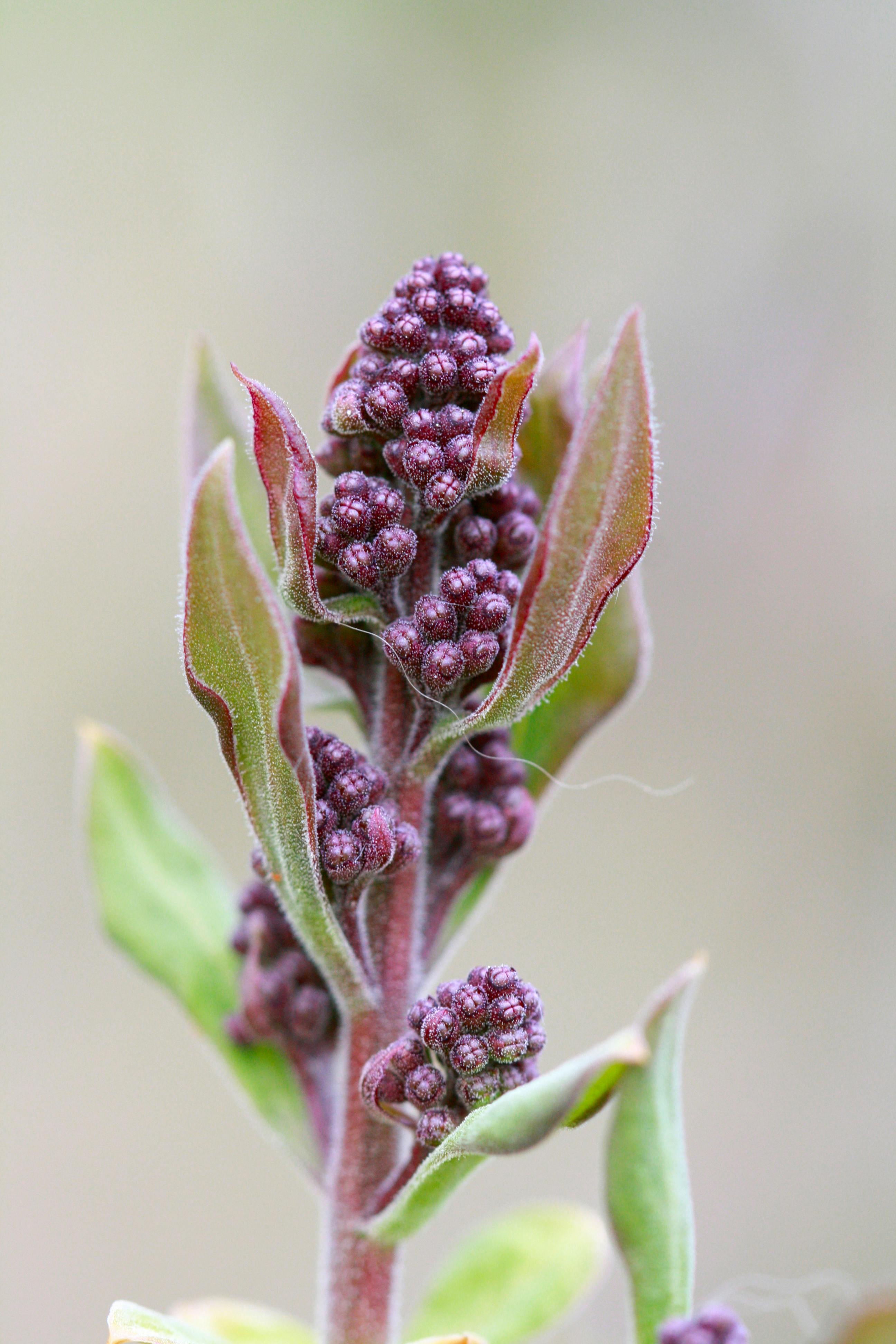 Close-up of Lilac Buds · Free Stock Photo