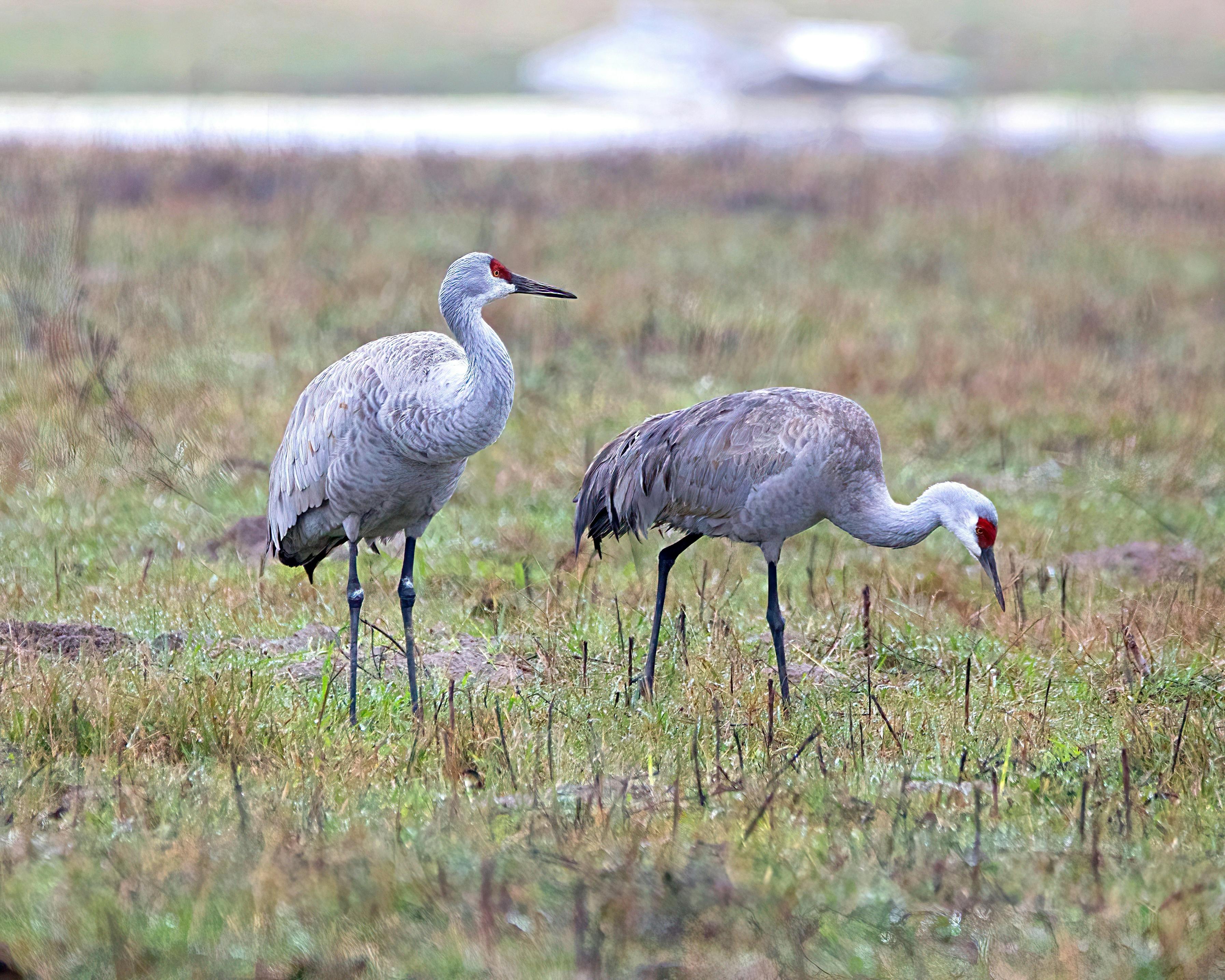 Flying Sandhill Cranes · Free Stock Photo