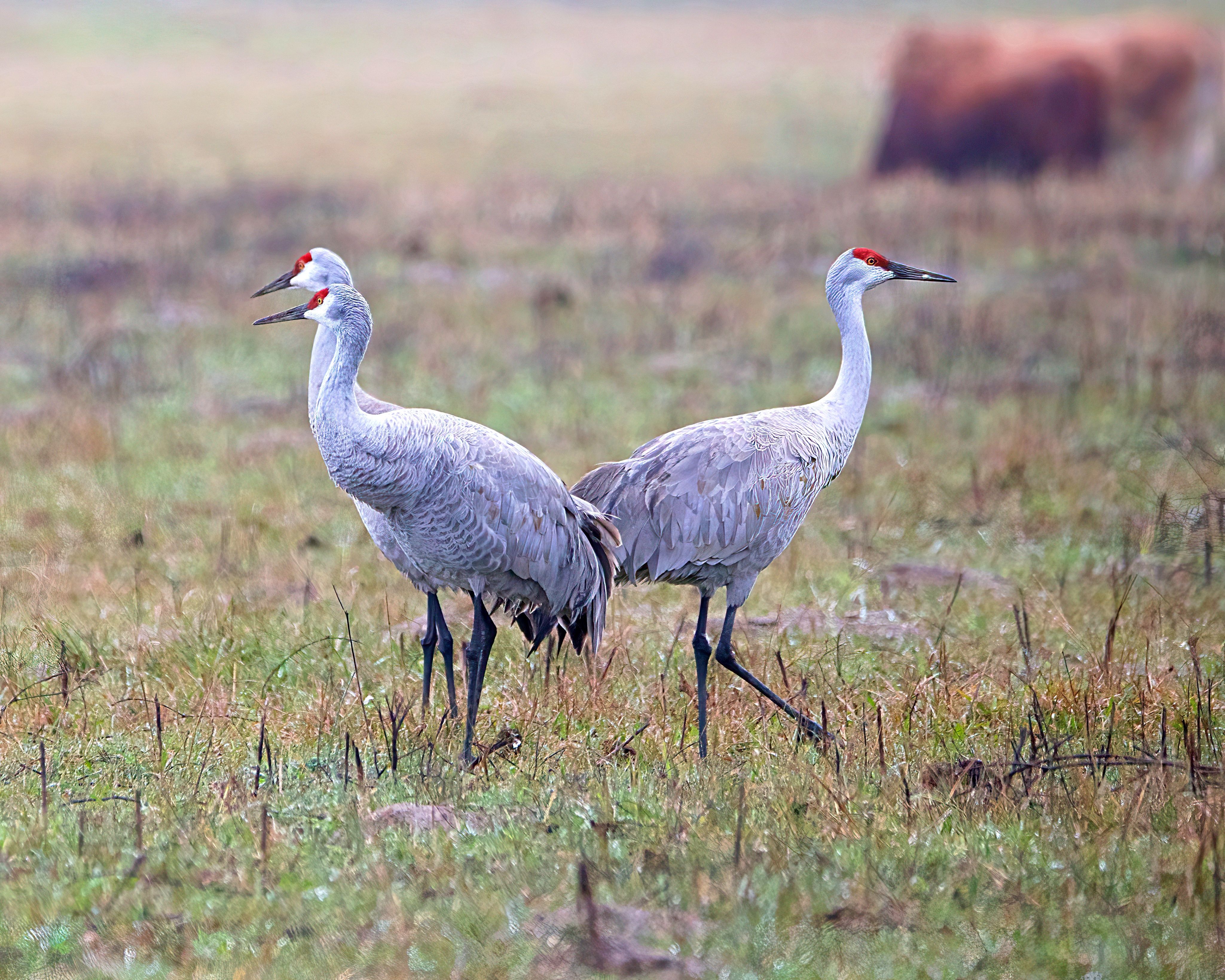 Florida Sandhill Cranes Photos, Download The BEST Free Florida Sandhill ...