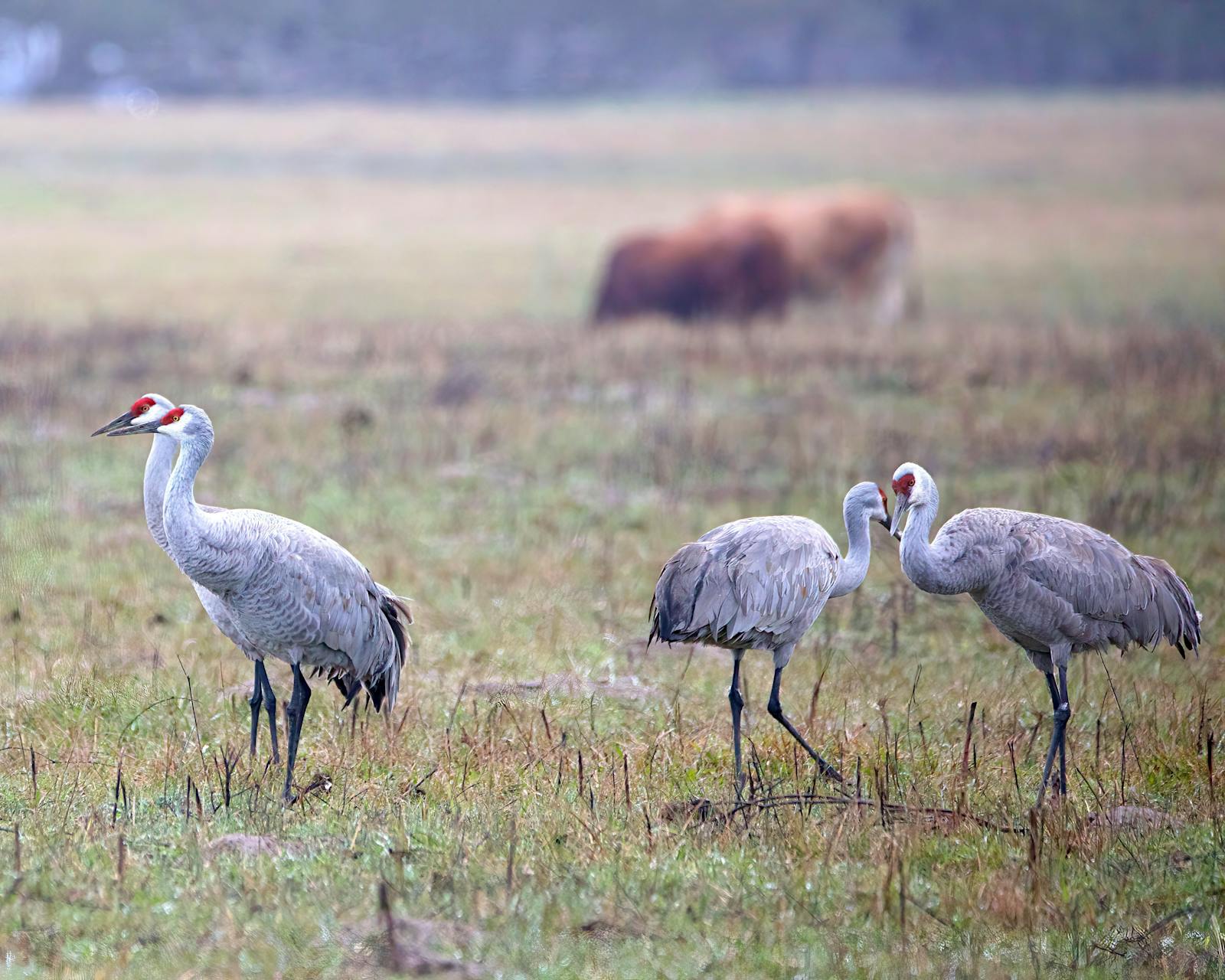 Sandhill Crane Photos, Download The BEST Free Sandhill Crane Stock ...
