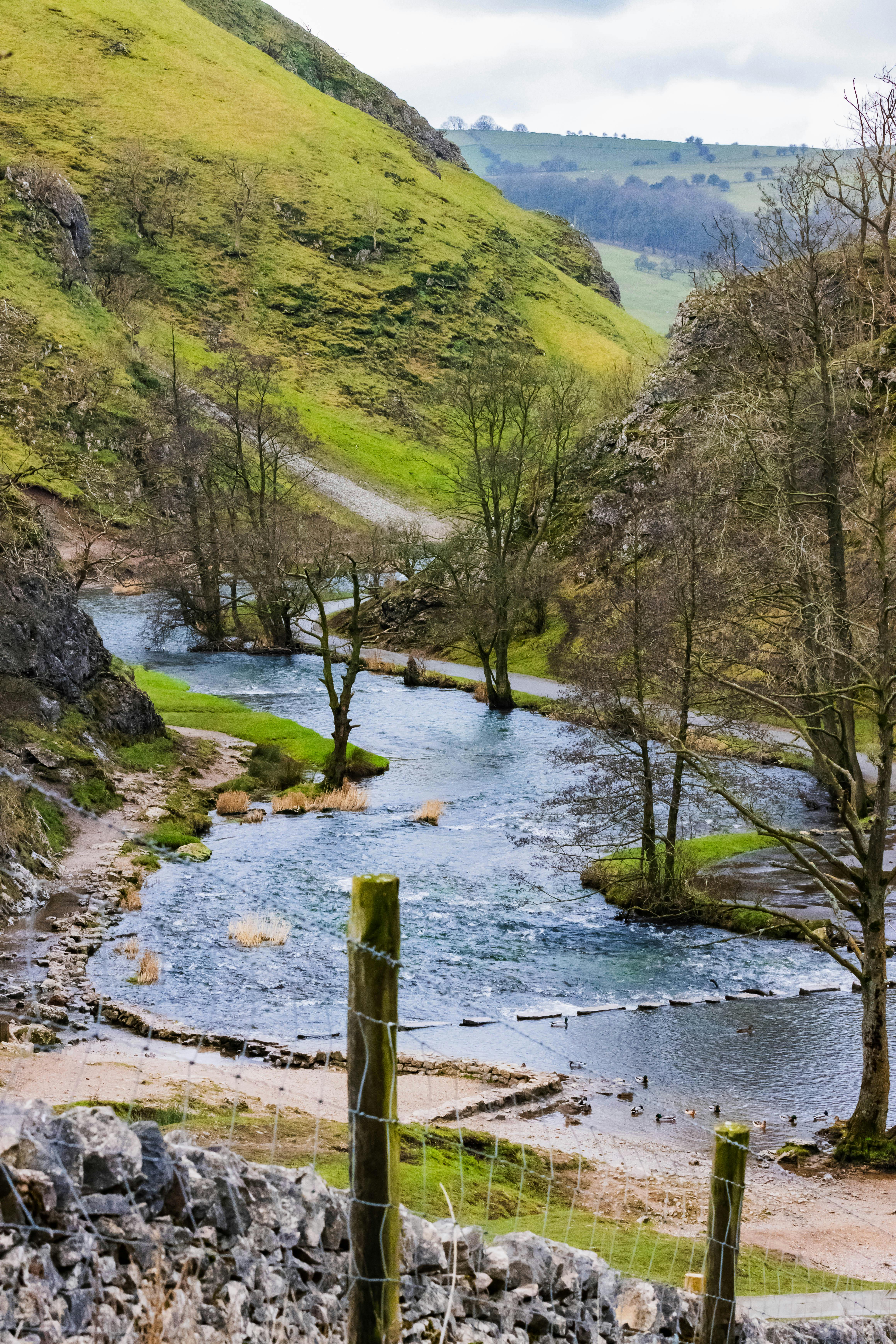 Photo of River near Trees · Free Stock Photo