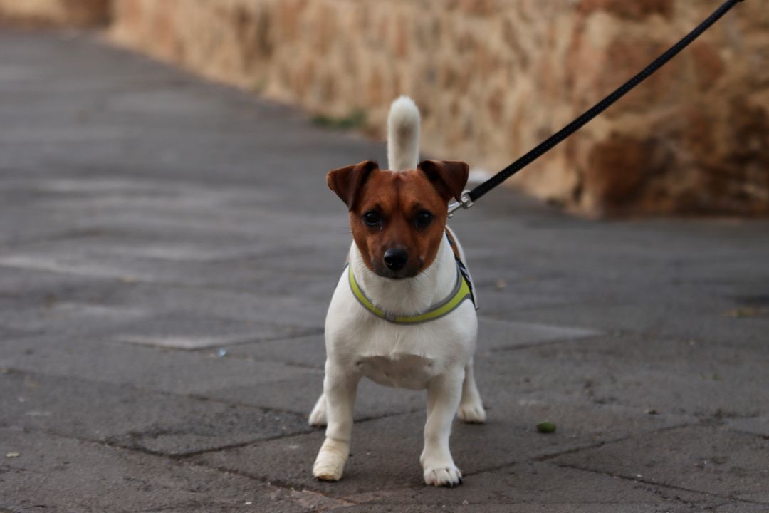 Chiweenie Jack Russell Mix: Complete Care & Training Guide