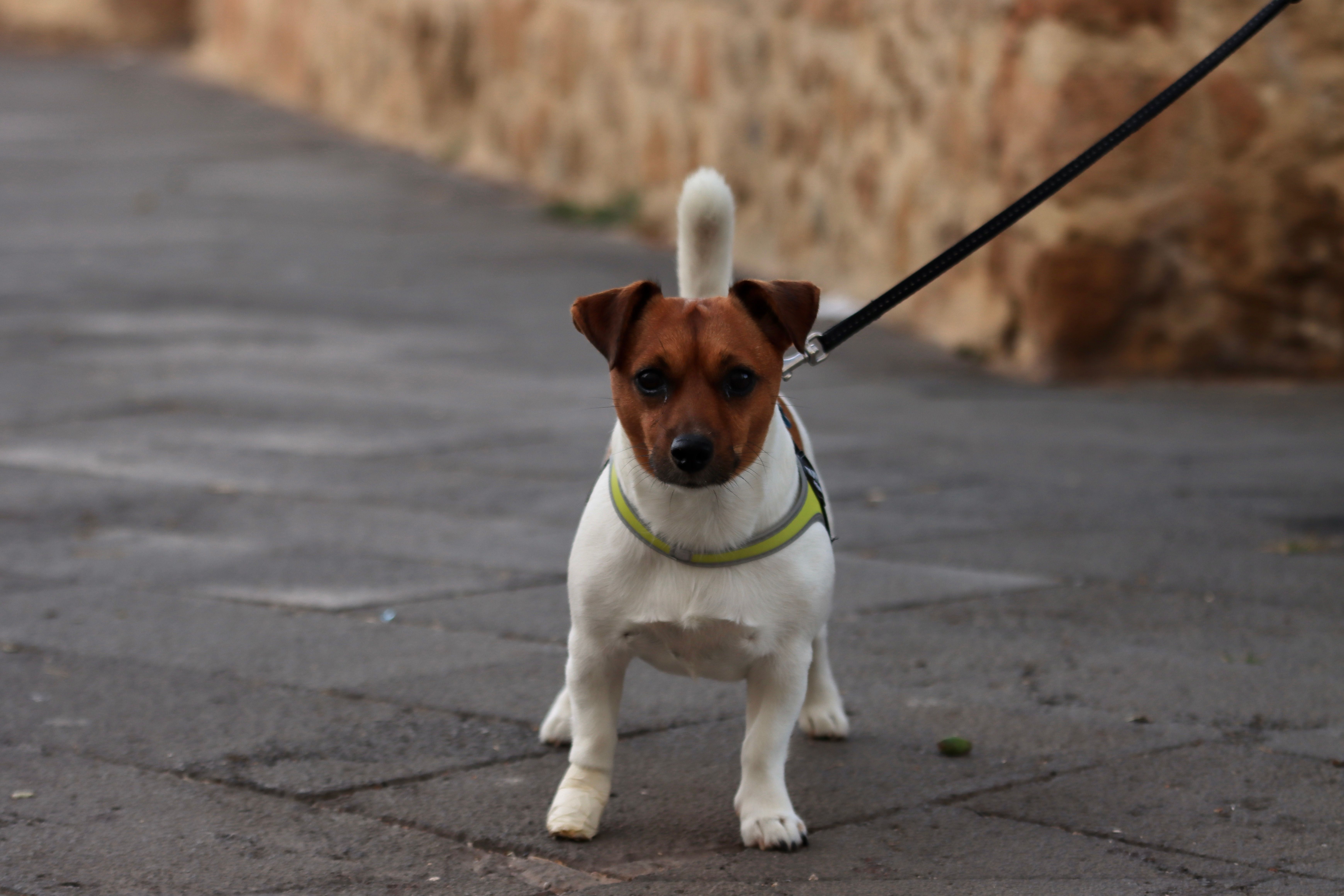 Photo of a Small Dog on a Leash · Free Stock Photo