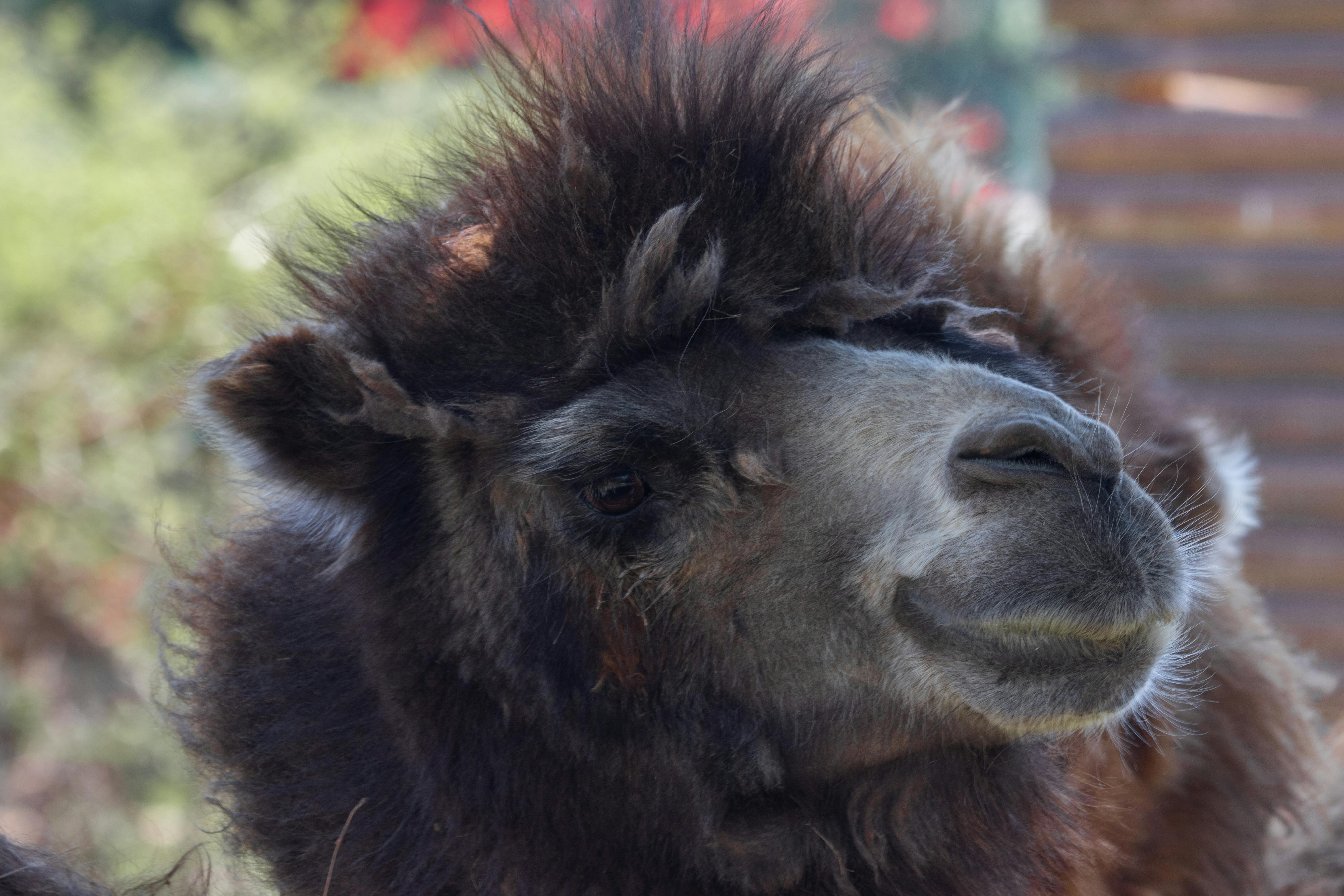 Free stock photo of animals, bumps, camel