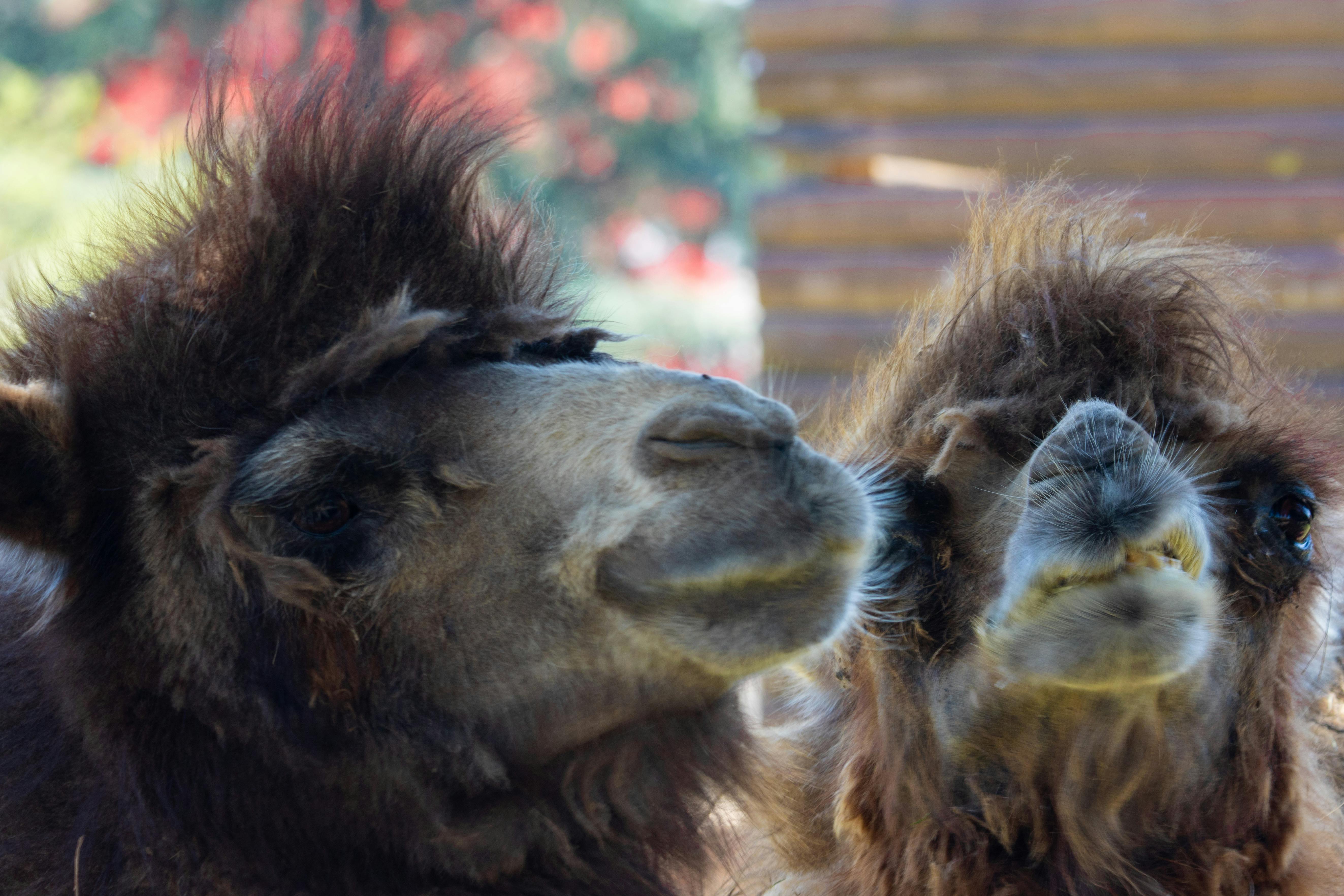 Free stock photo of animals, bumps, camel