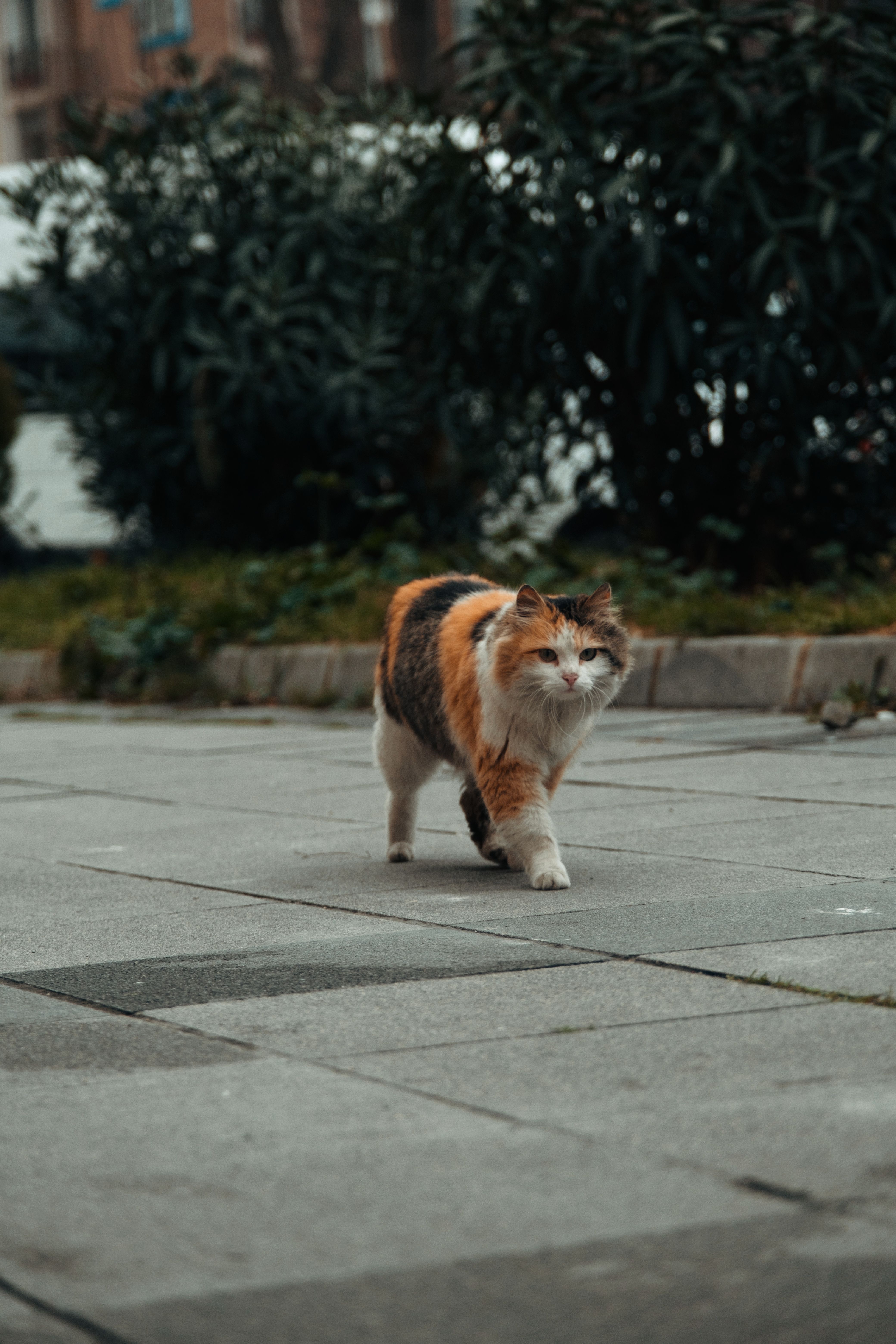 A Calico Cat Walking · Free Stock Photo
