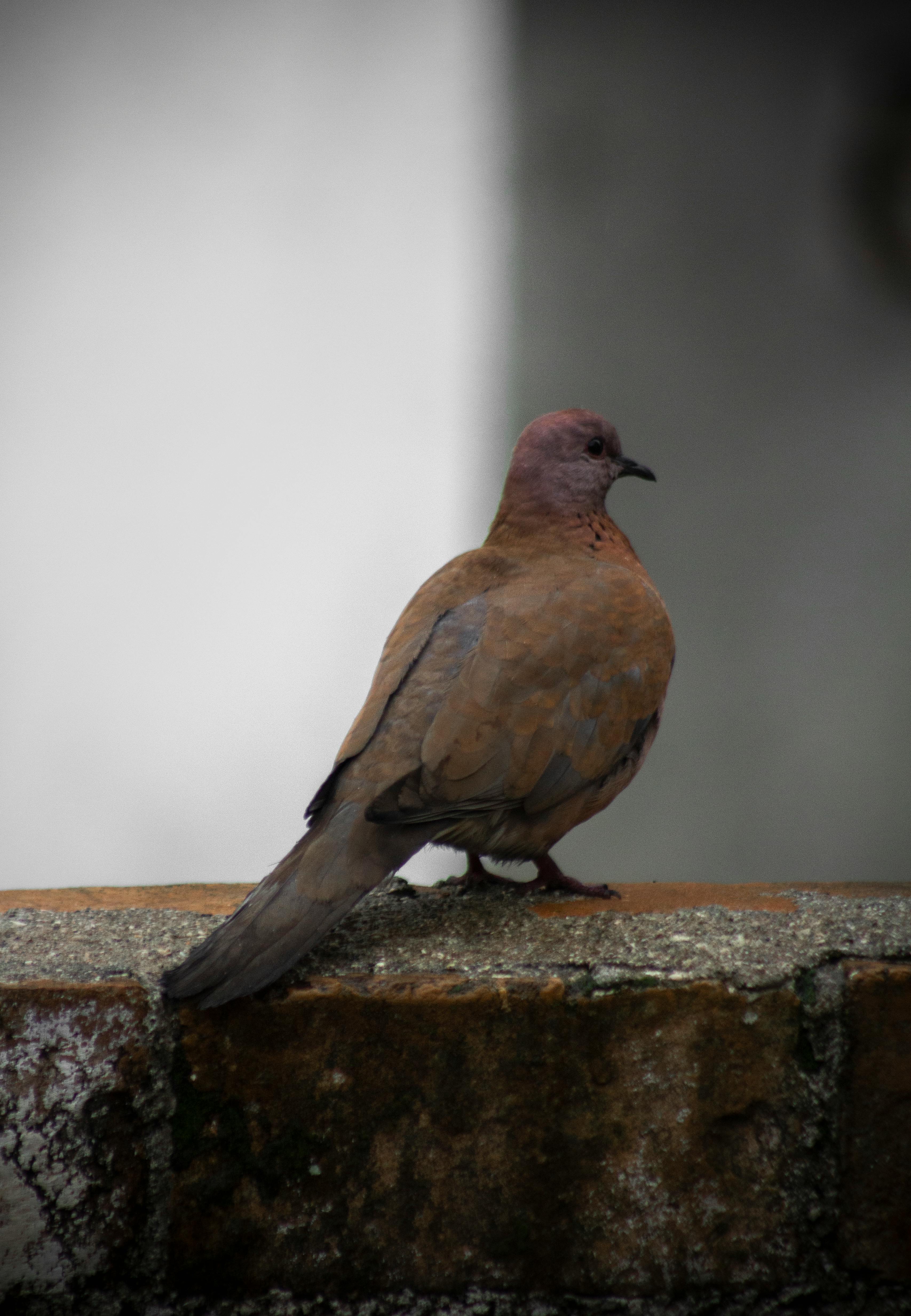 Close-up of Laughing Dove on Window Ledge · Free Stock Photo