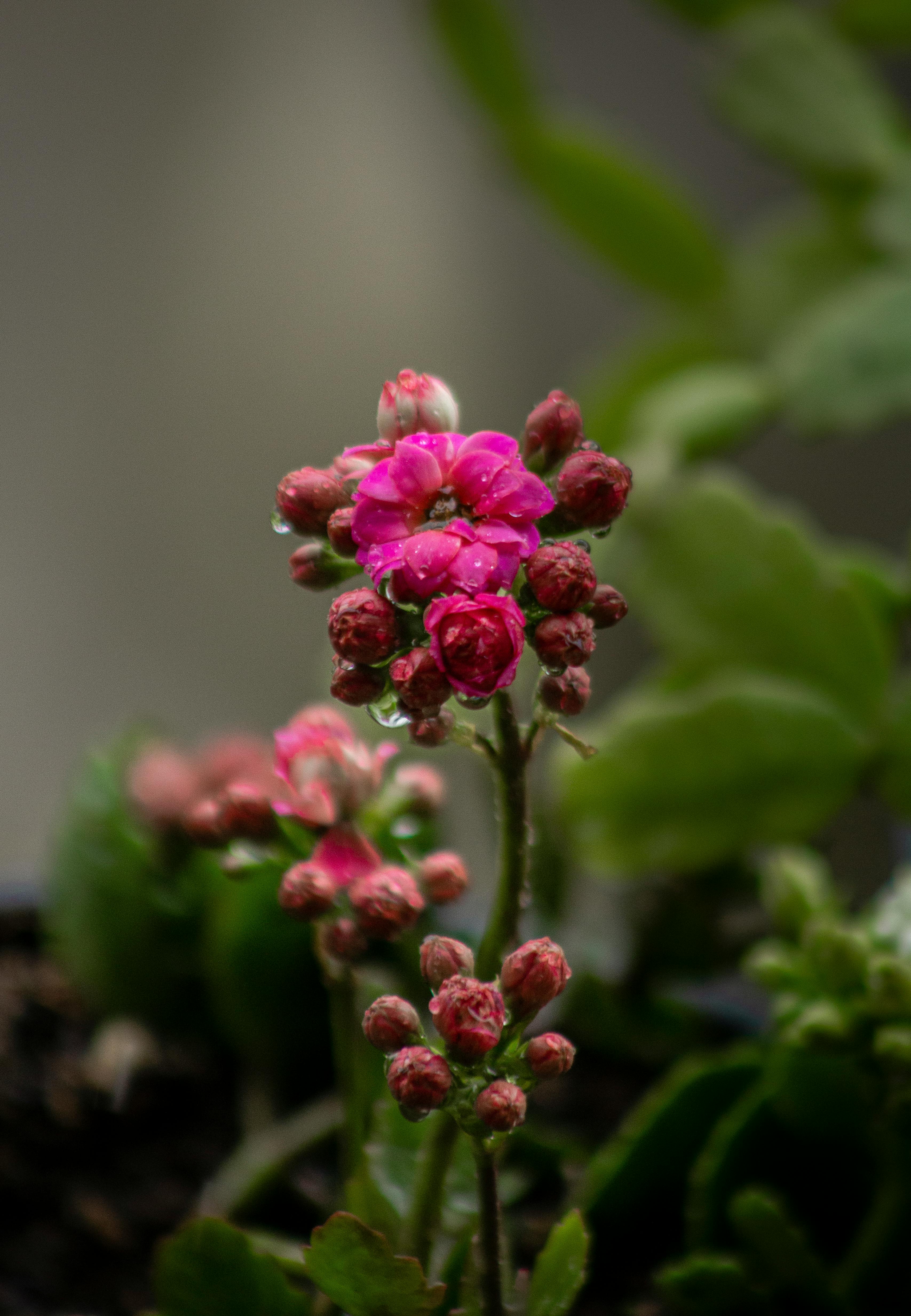 Close-up of Pink Kalanchoe Flowers · Free Stock Photo