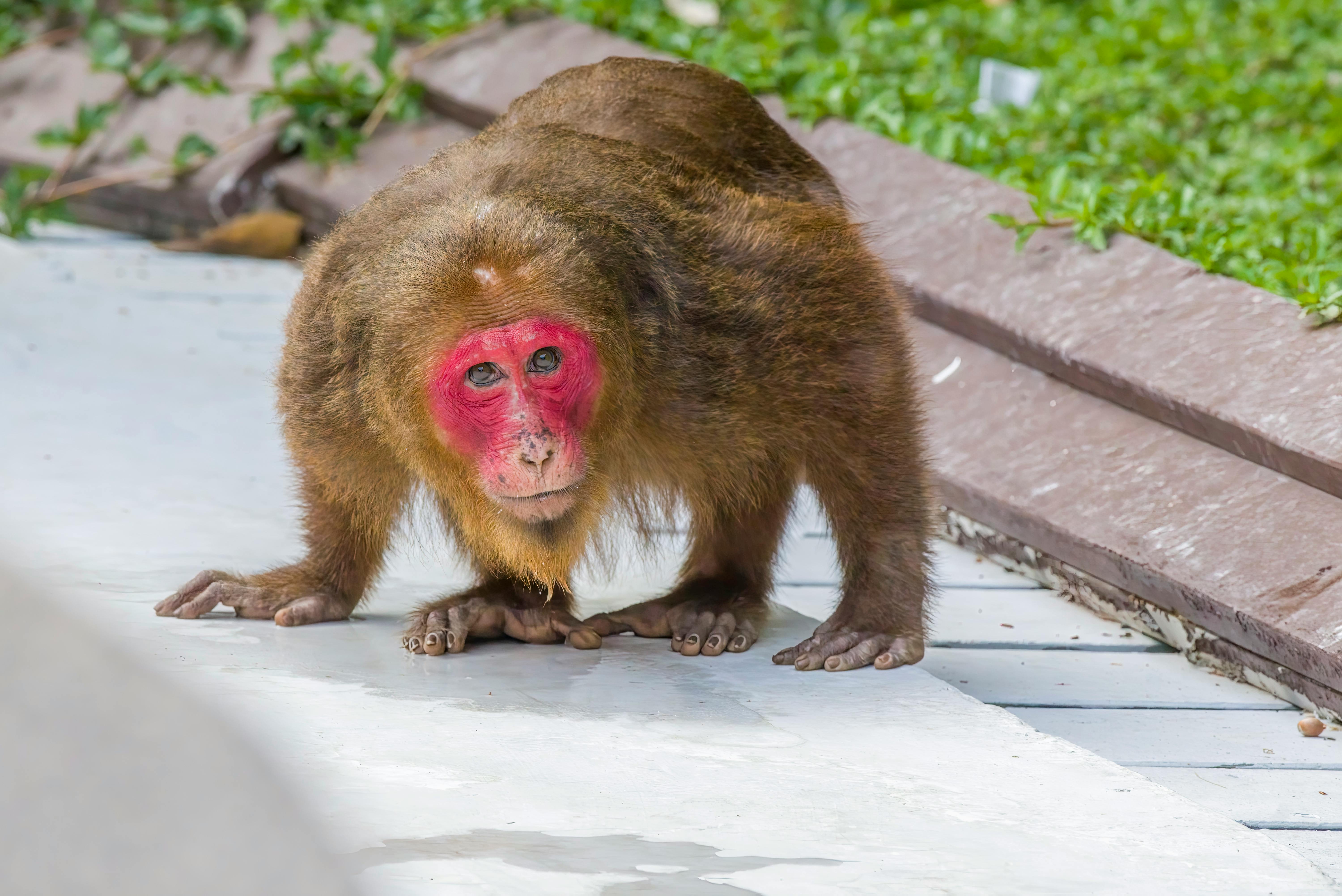 Serious Monkey In A Suit Photos, Download The BEST Free Serious Monkey ...