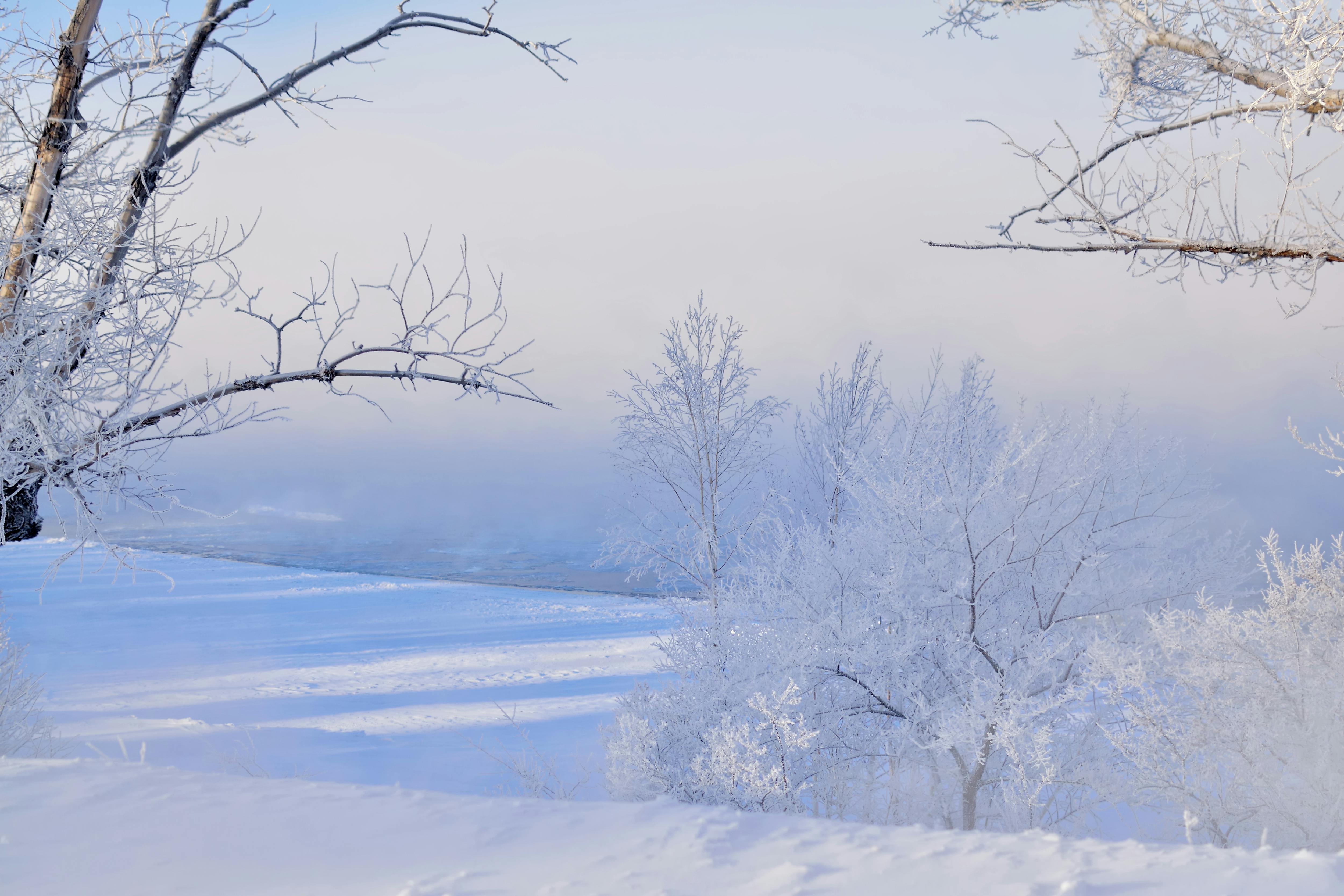 Landscape in Snow · Free Stock Photo