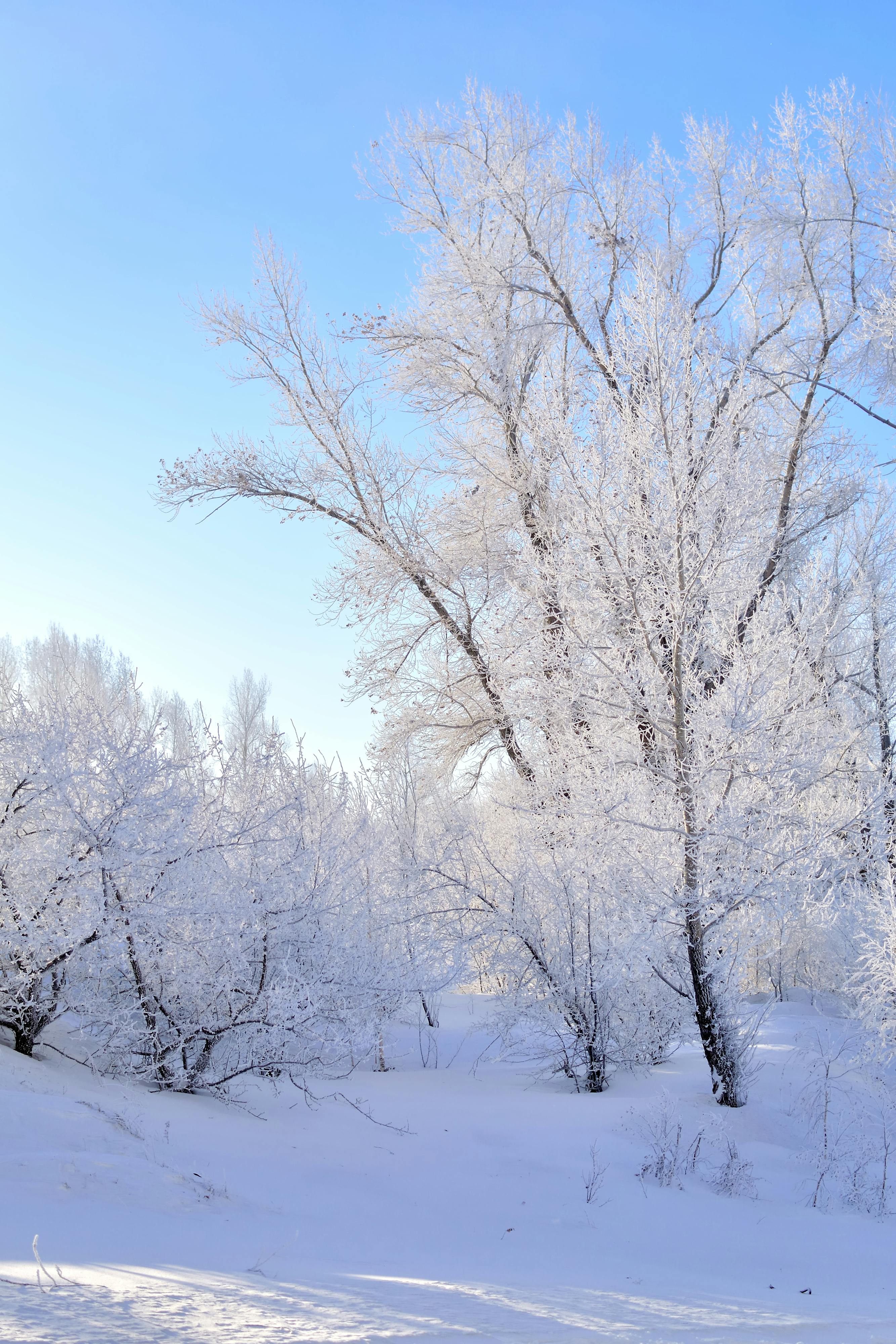 Snow Covered Trees Under the Blue Sky · Free Stock Photo