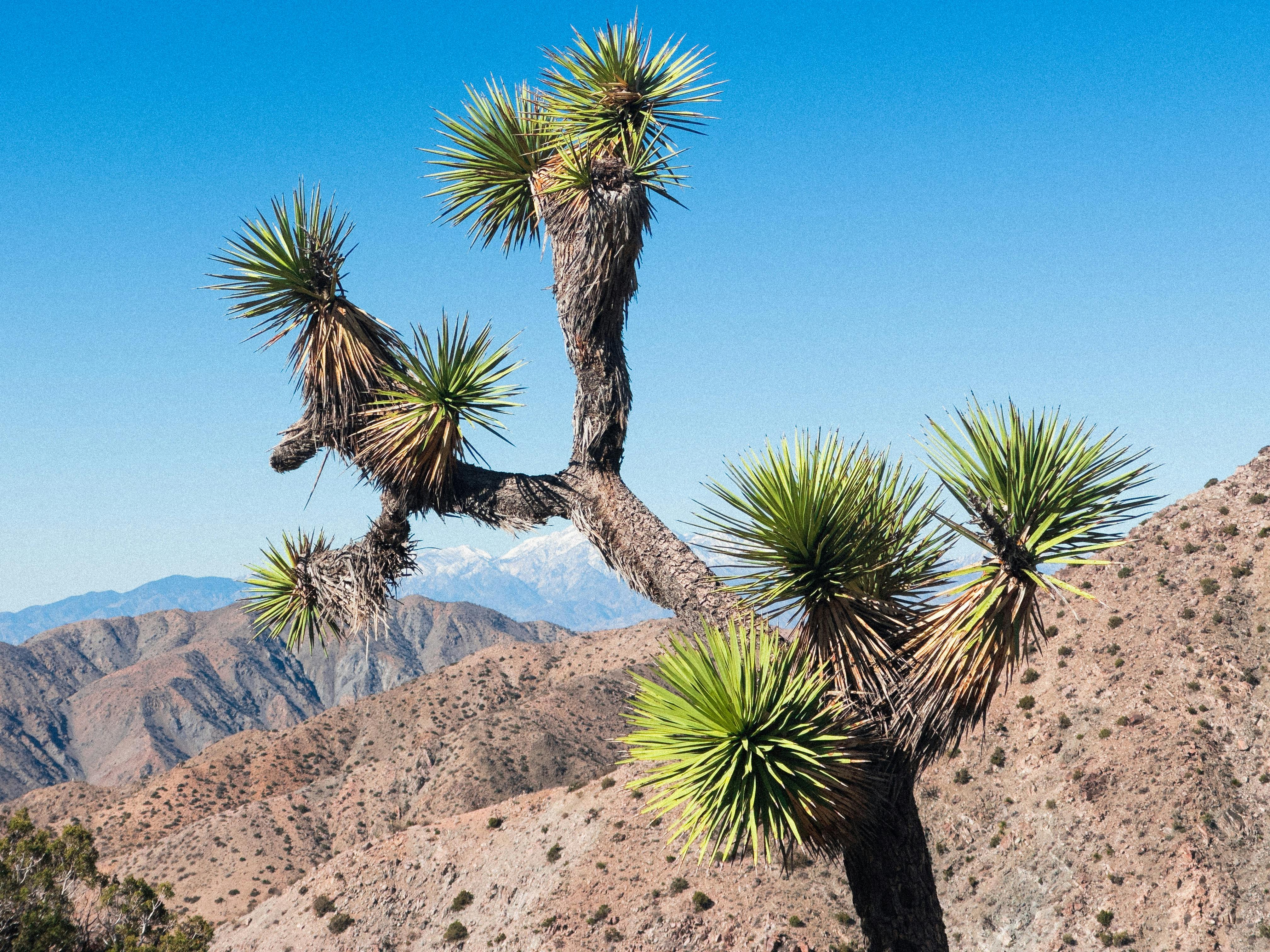 Tree Identification Photos, Download The BEST Free Tree Identification ...