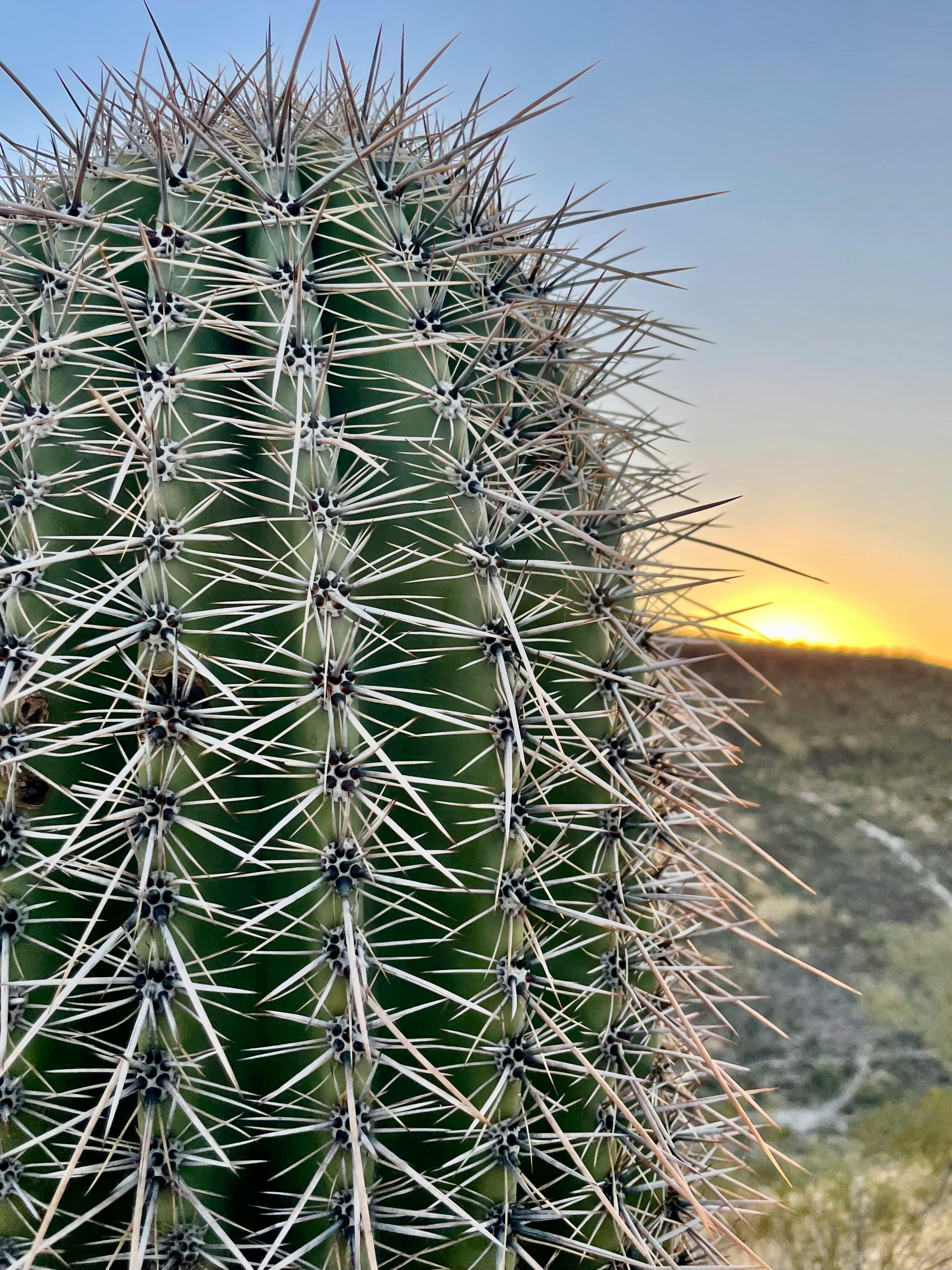 Desert 8 Photos & Videos Collected by Sarah Renkert