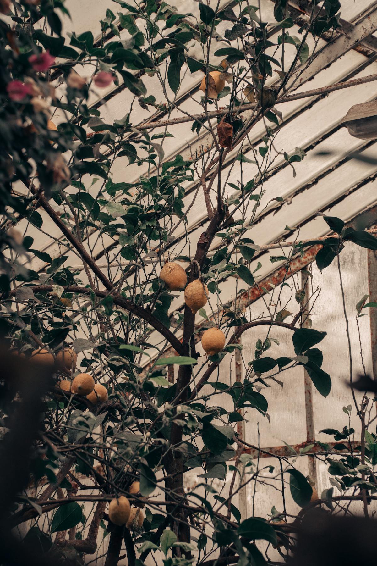 Lemon Tree Photos, Download The BEST Free Lemon Tree Stock Photos & HD ...