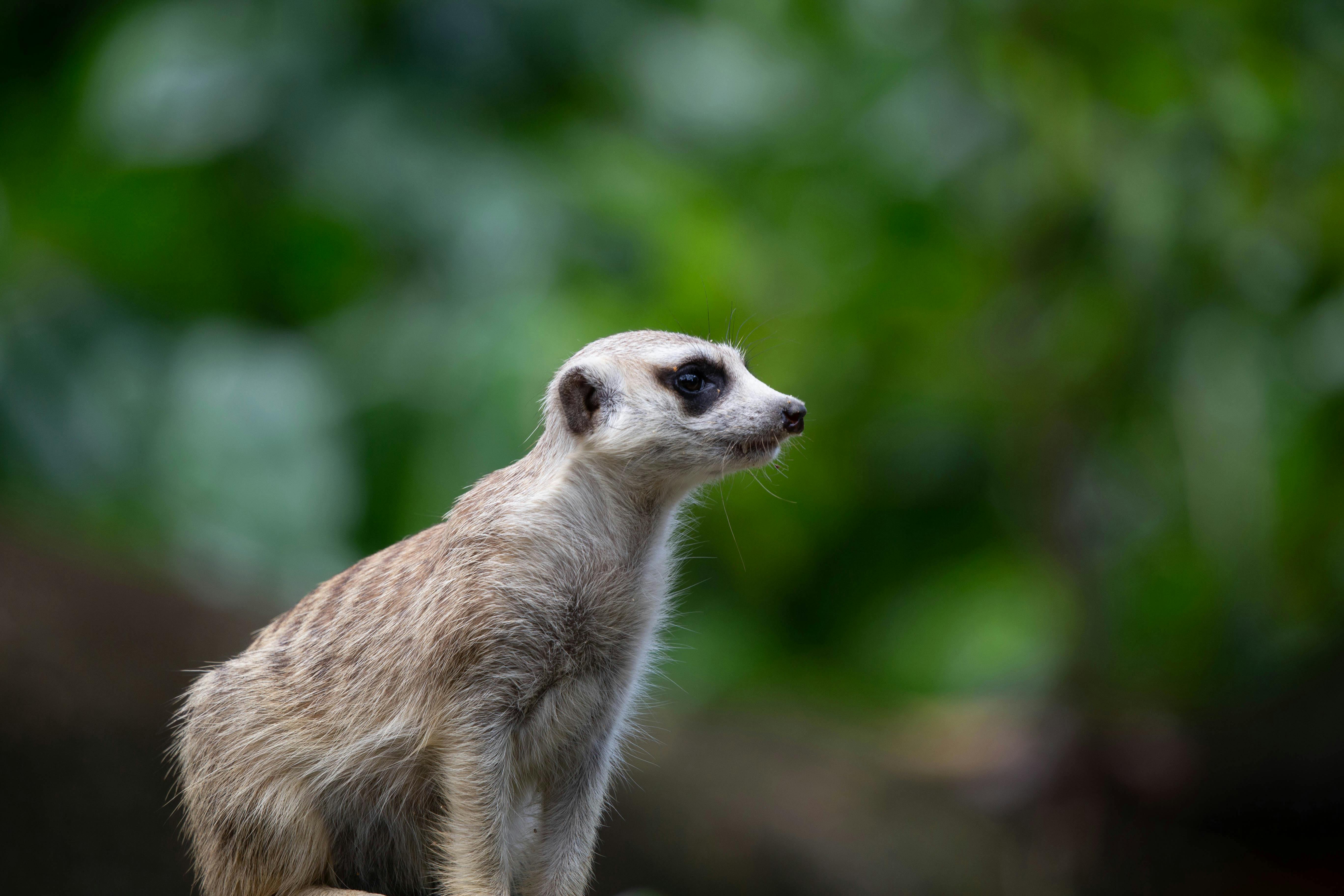 Single Meerkat Standing · Free Stock Photo