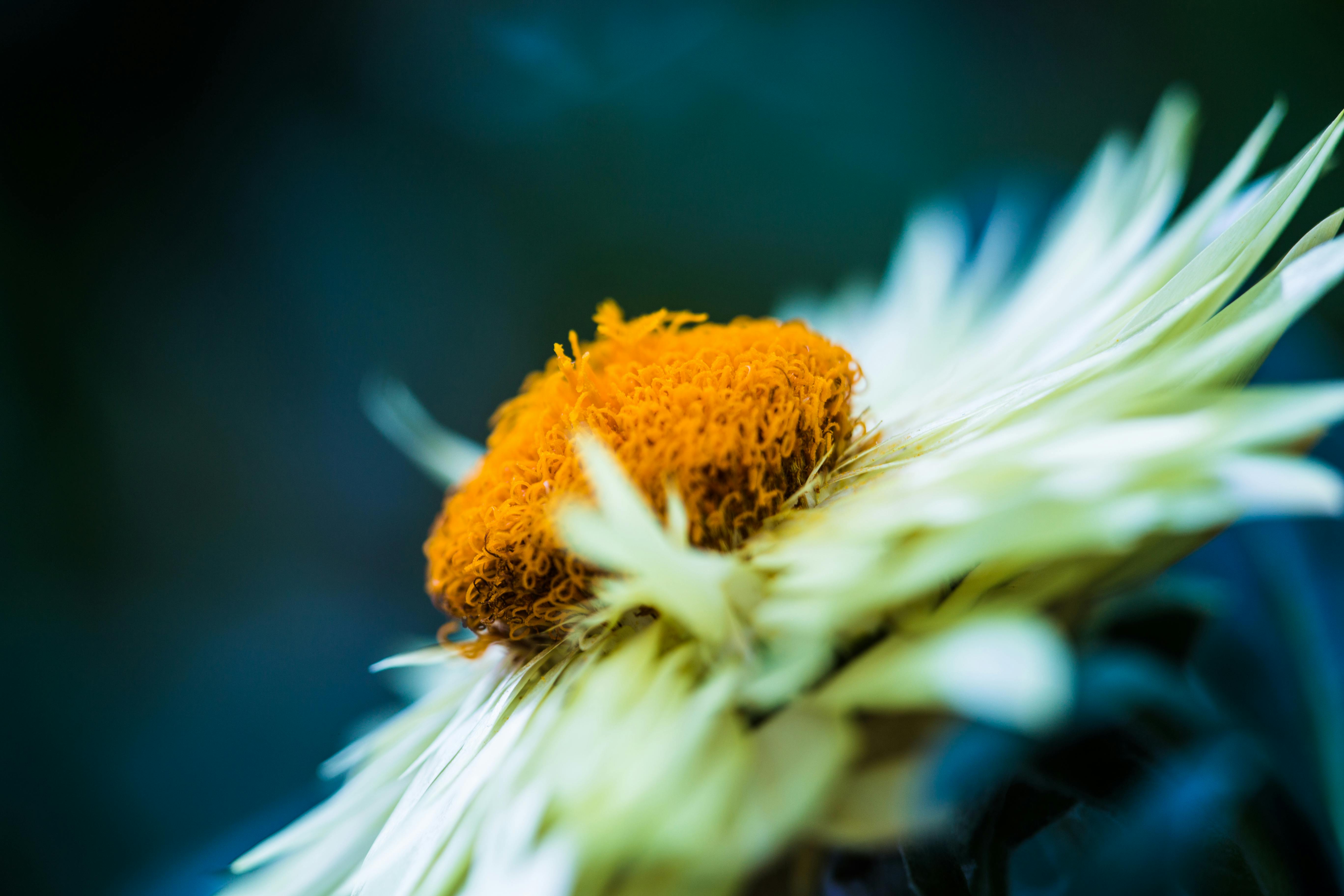 Simon Lee - Photography