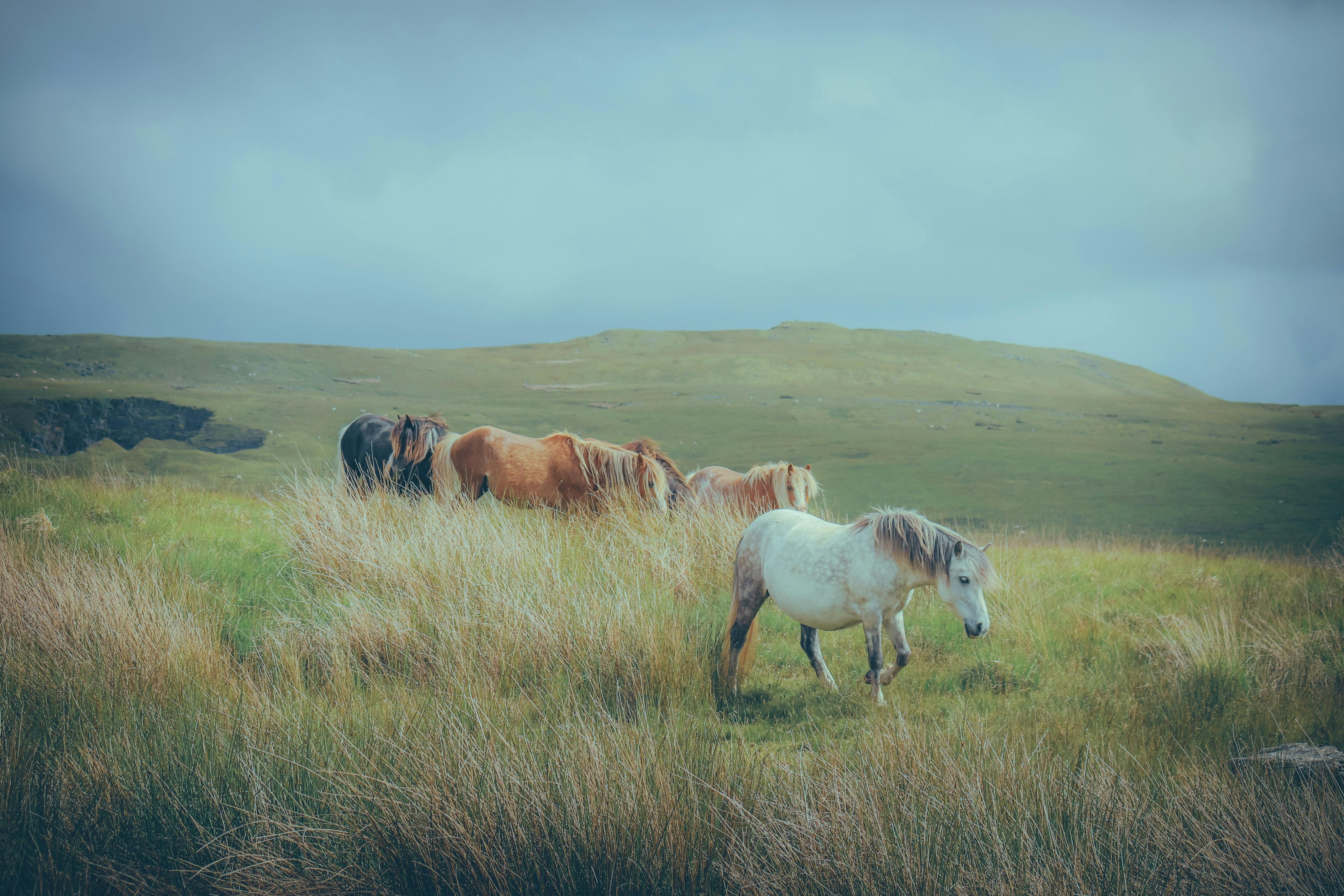 A Horses on the Field · Free Stock Photo