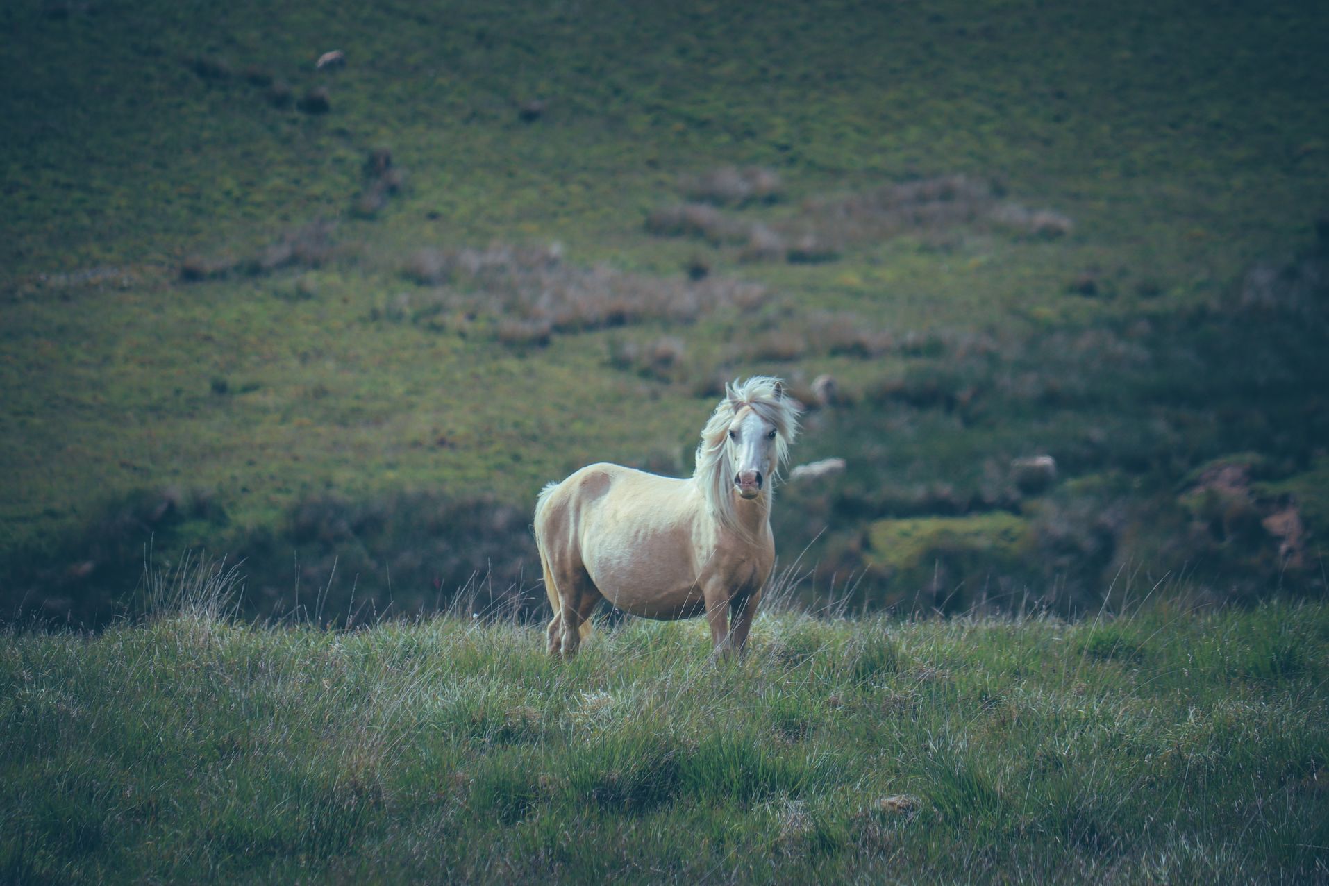 Can a Horse Survive with 3 Legs? [Comprehensive Answer] - Nahf.org
