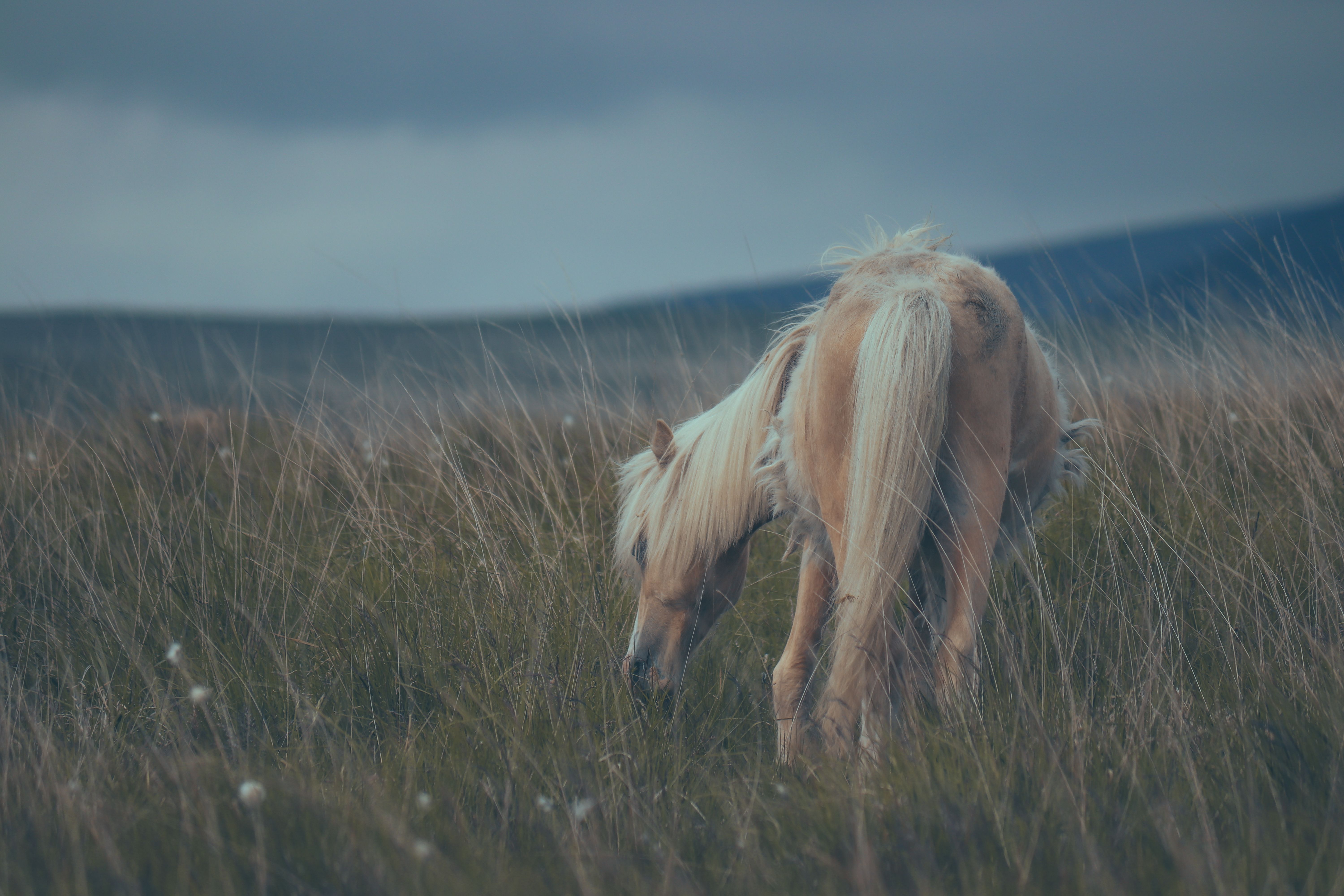 A Pony on a Grass Field · Free Stock Photo