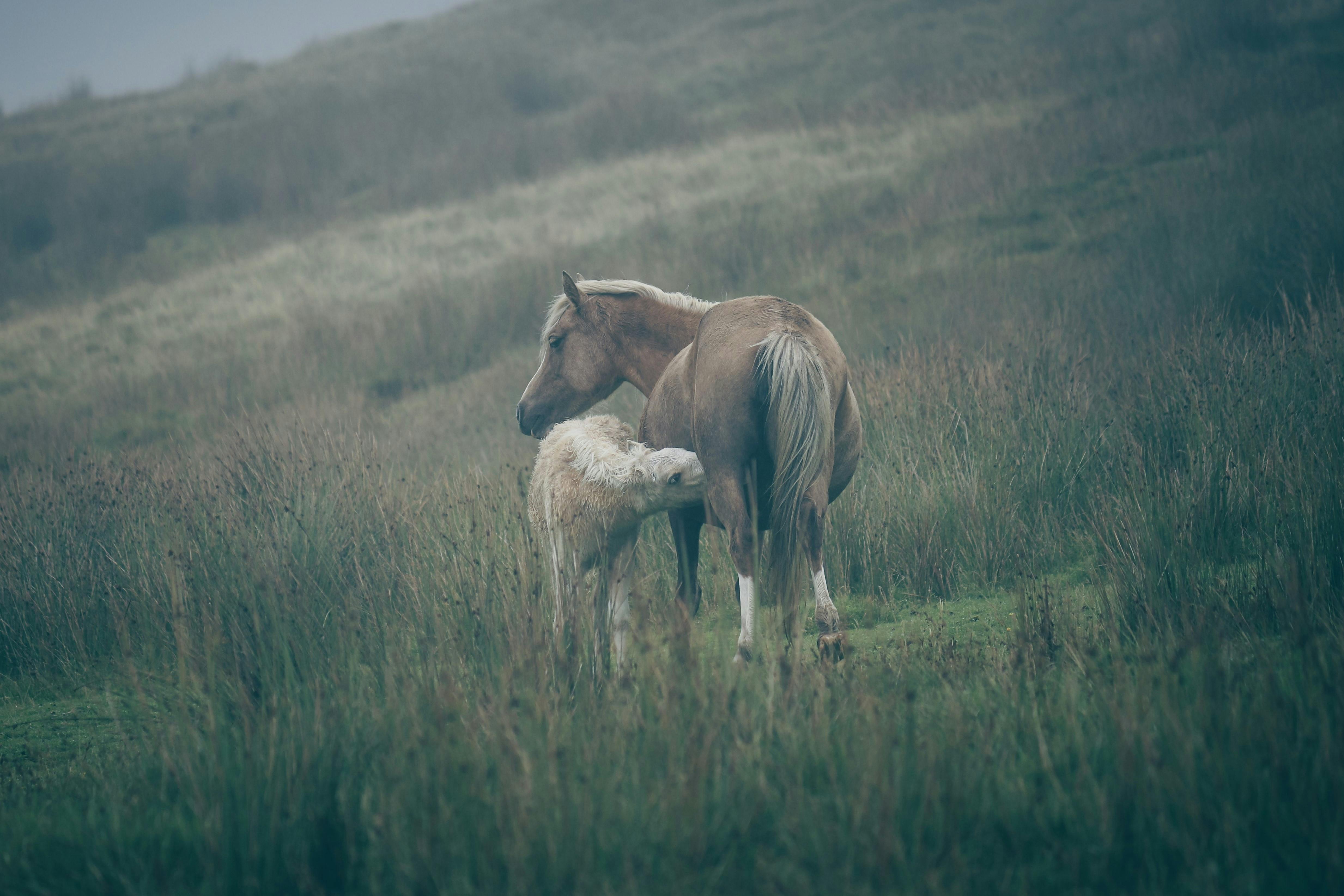 Horse and Calf in Nature · Free Stock Photo