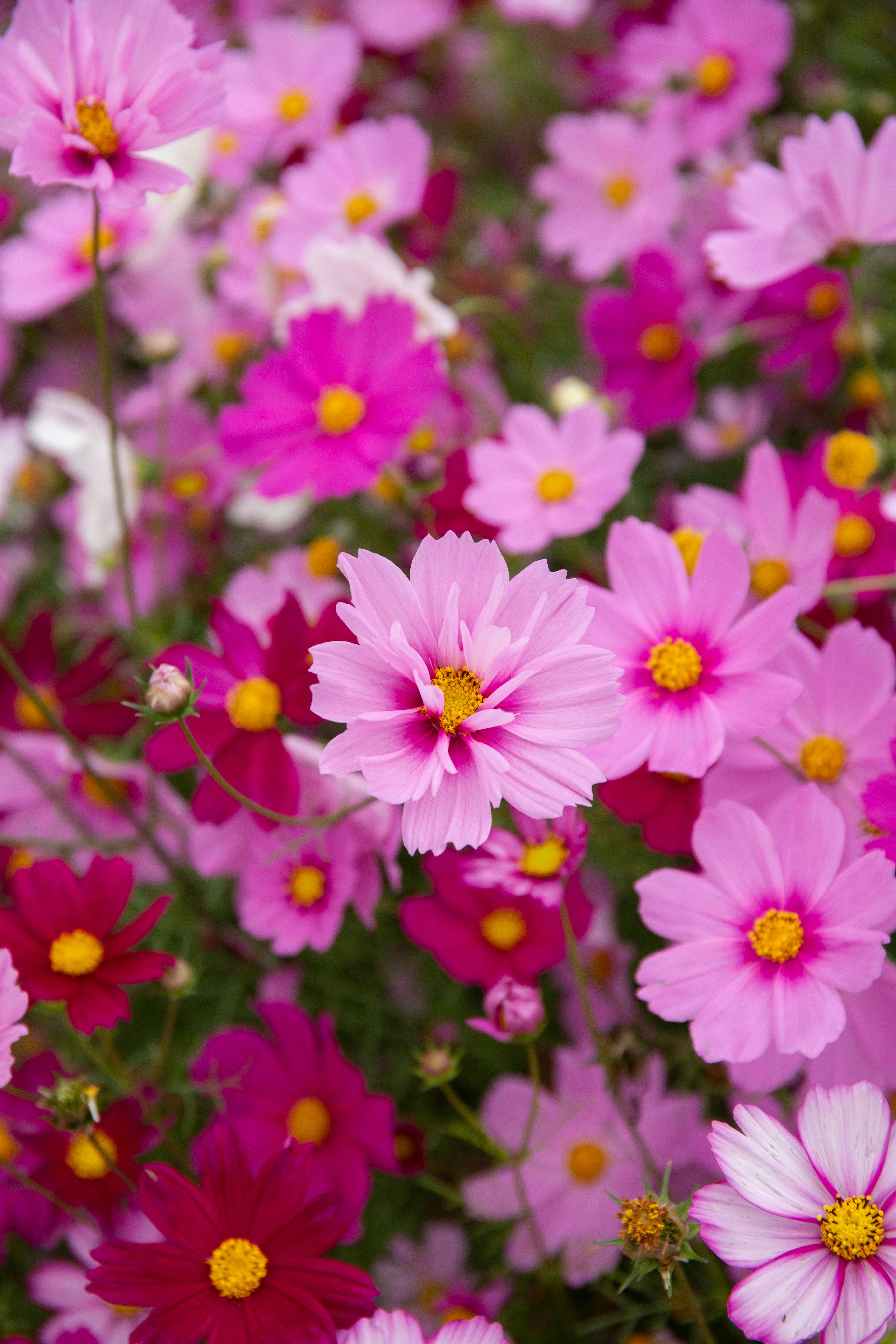 Nature With Flowers Photos, Download The BEST Free Nature With Flowers ...