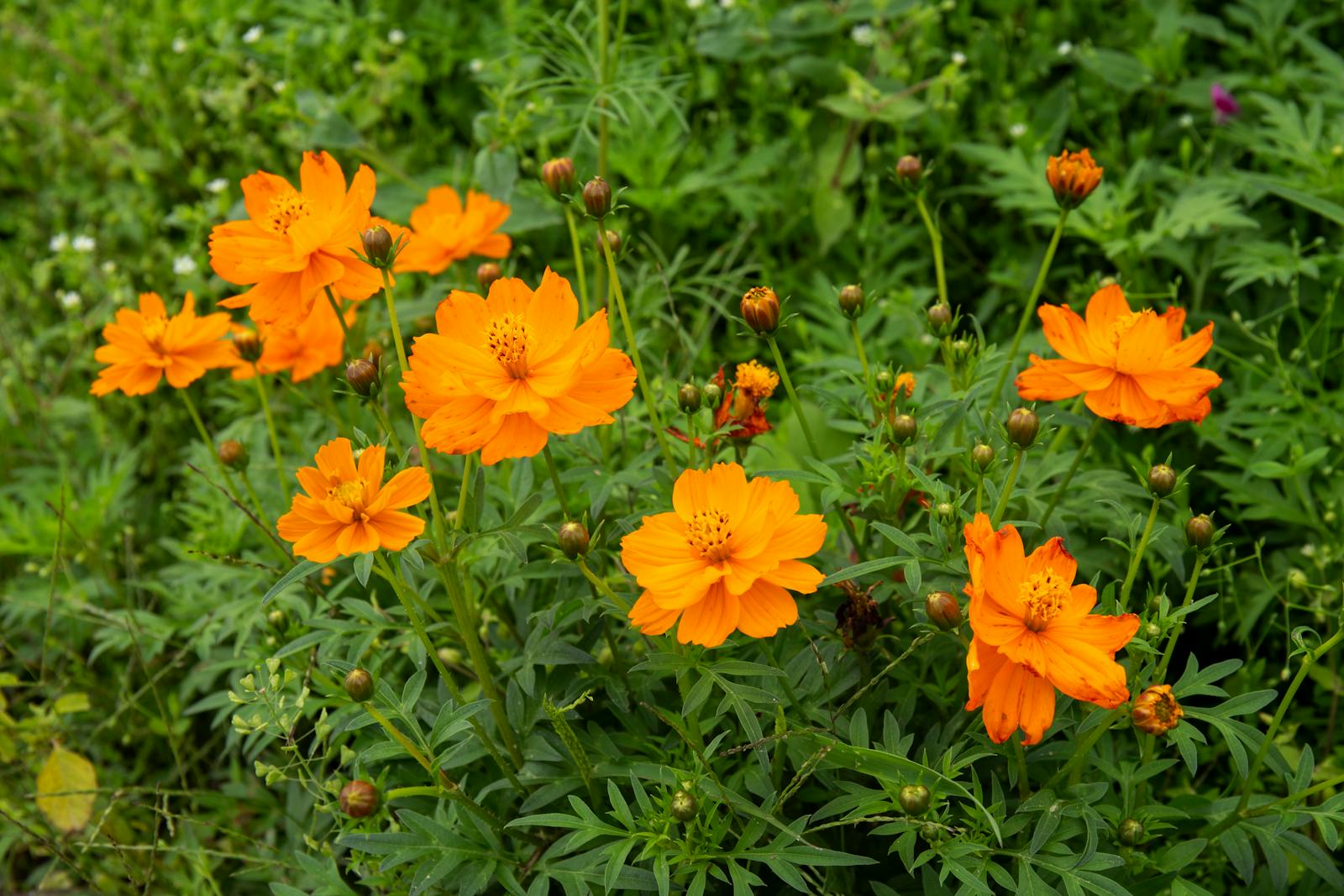 Orange Frui Photos, Download The BEST Free Orange Frui Stock Photos ...