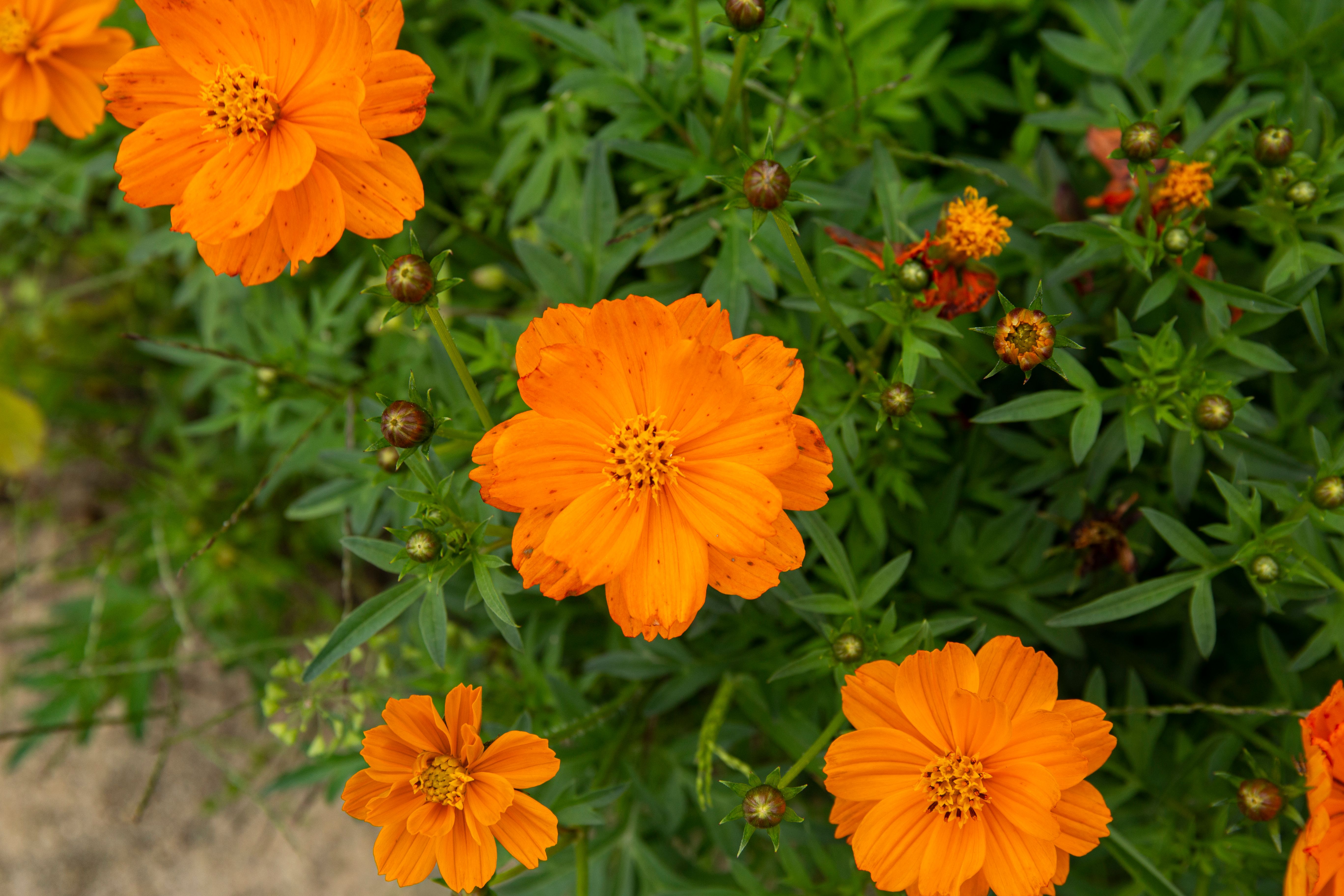 Close up of Orange Flowers · Free Stock Photo