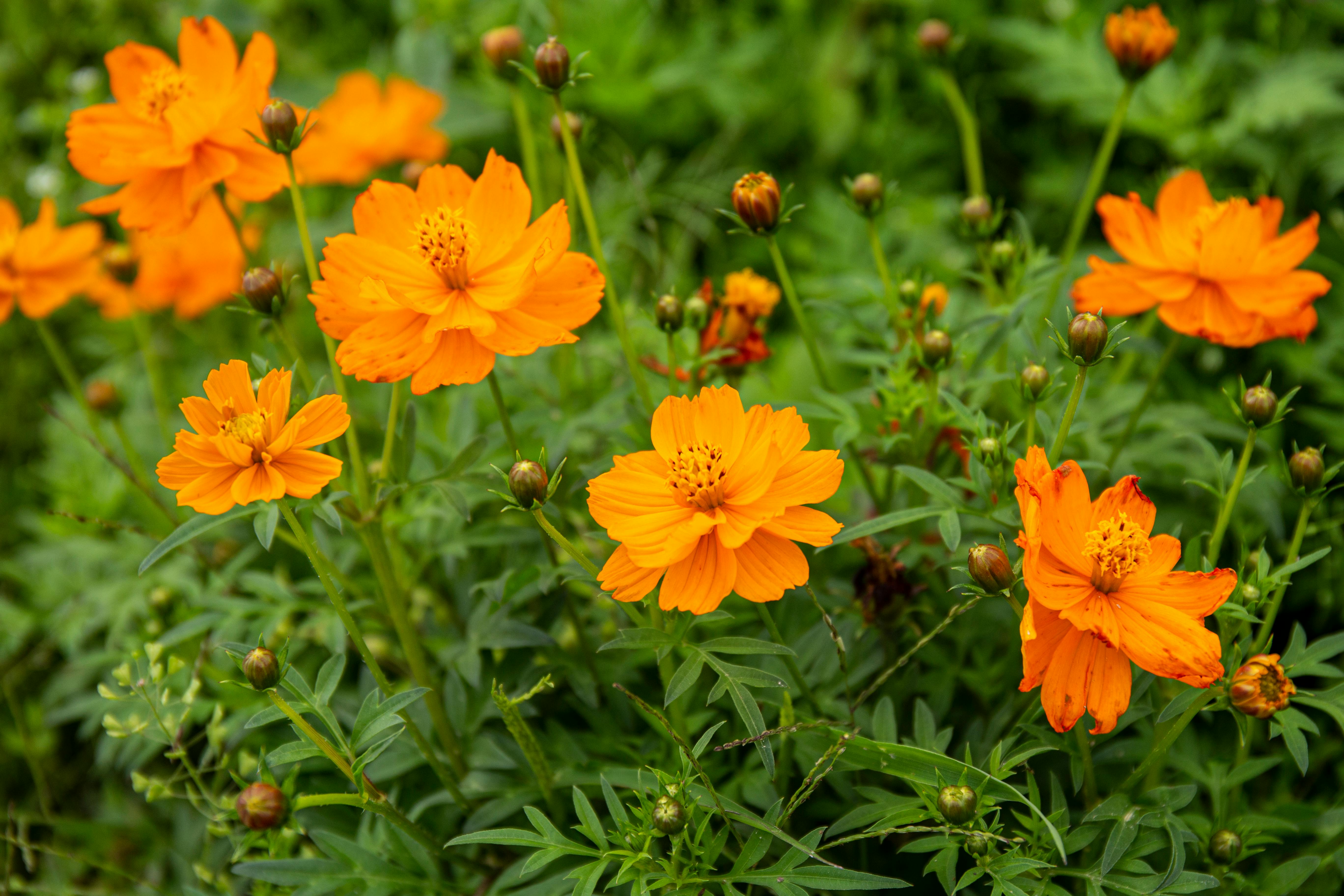 Selective Focus Photography of Orange Petaled Flowers · Free Stock Photo