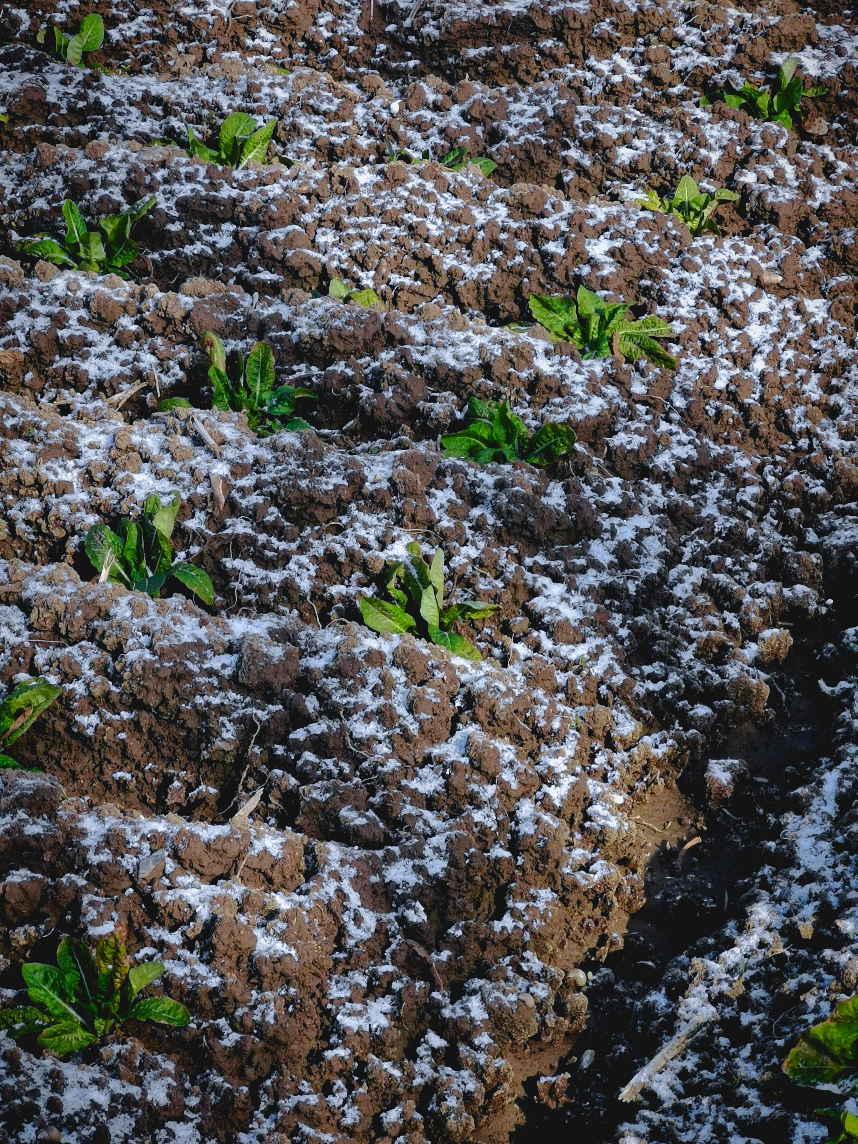 Close up of Frozen Ground · Free Stock Photo