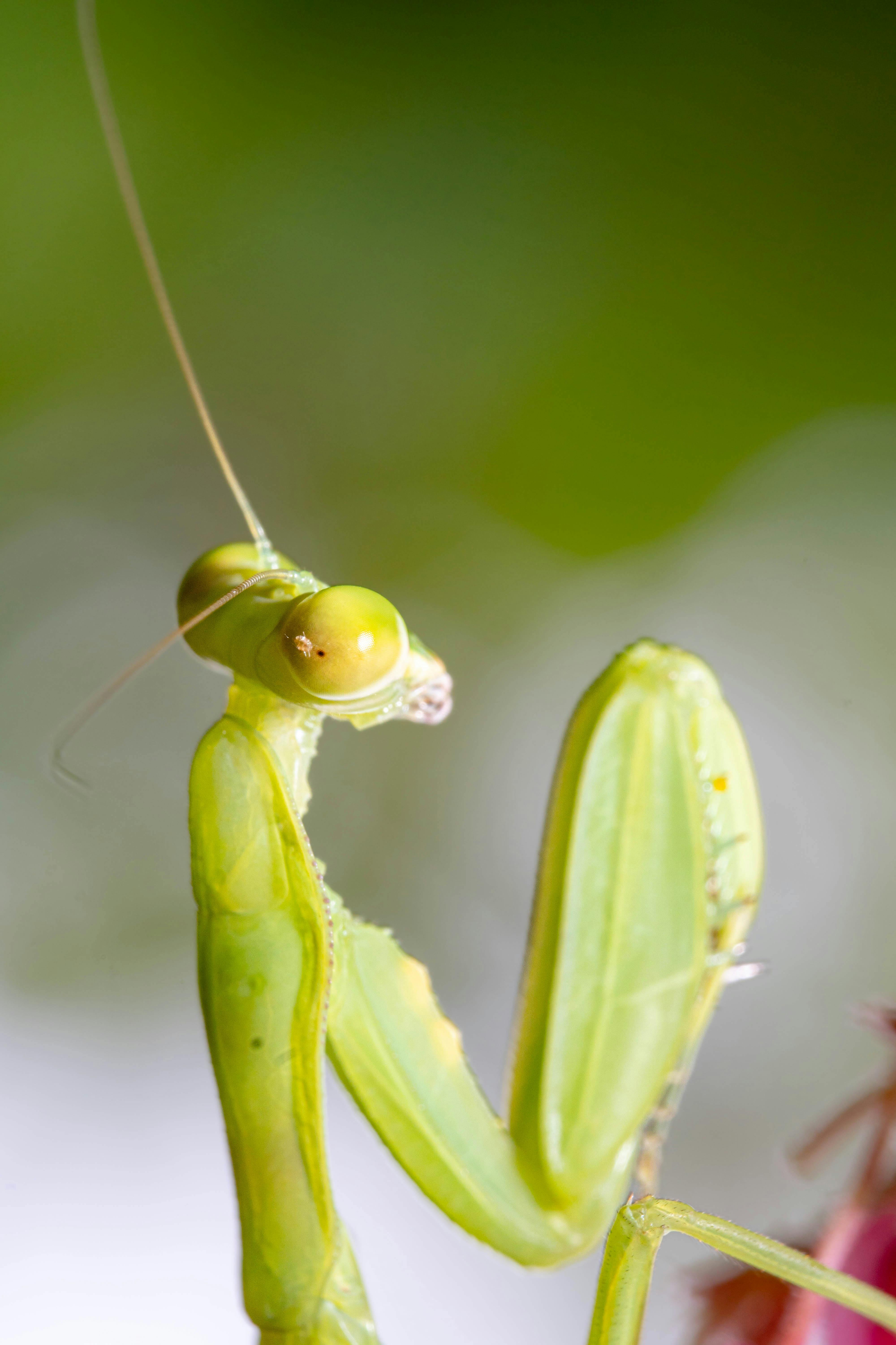 Close-Up Shot of a Mantis · Free Stock Photo