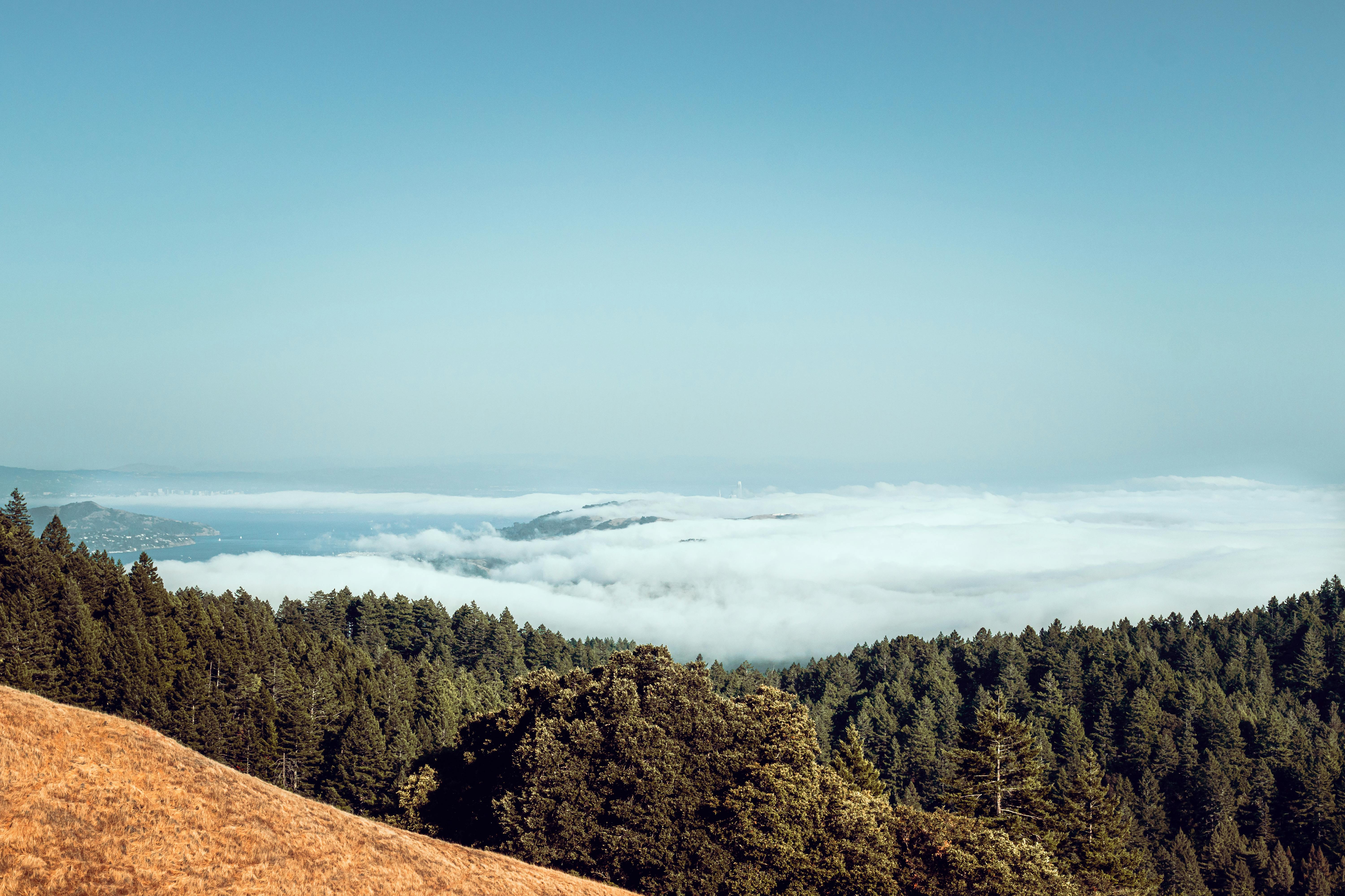 Clear Sky over Clouds over Forest · Free Stock Photo