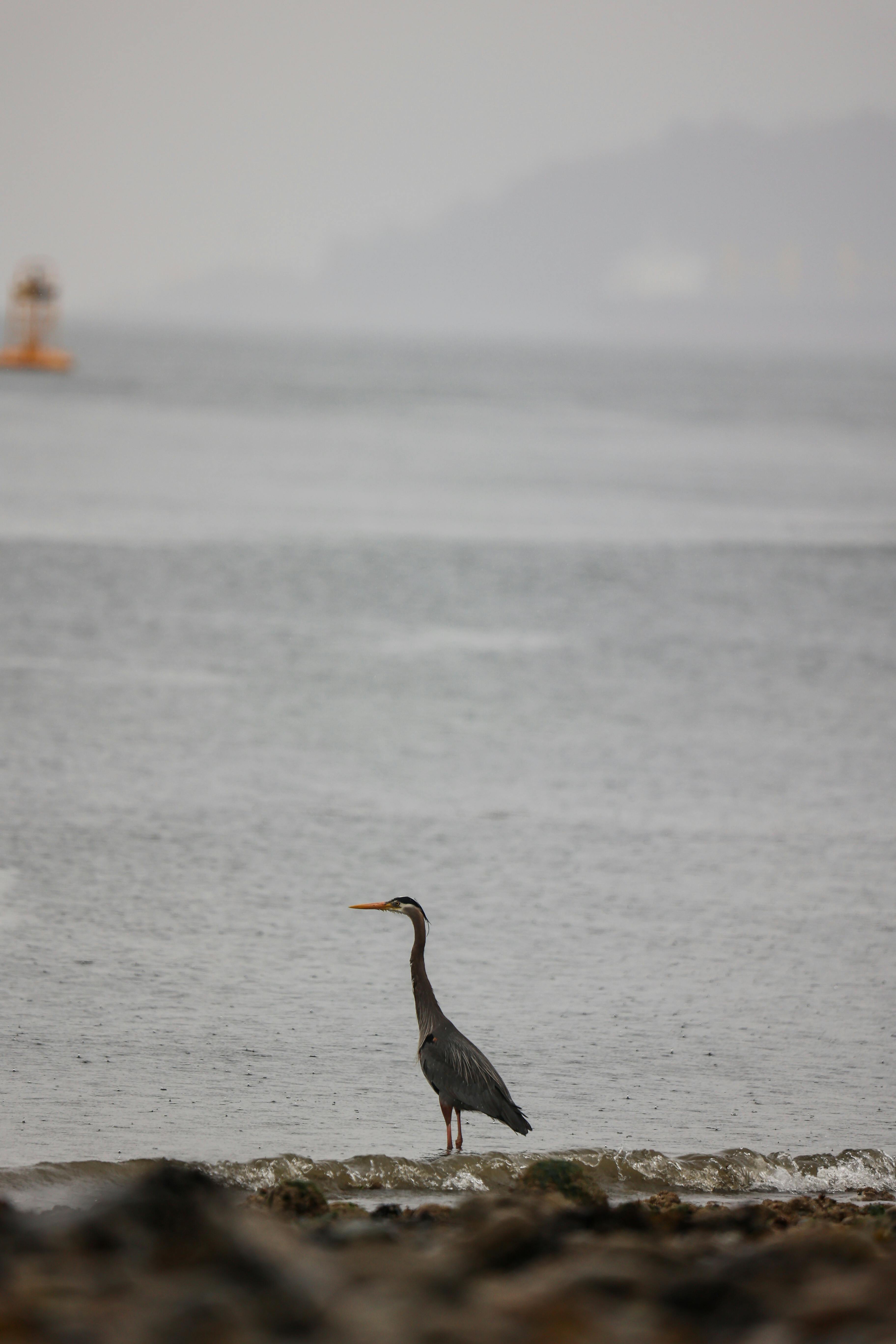 Sea Ear Photos, Download The BEST Free Sea Ear Stock Photos & HD Images