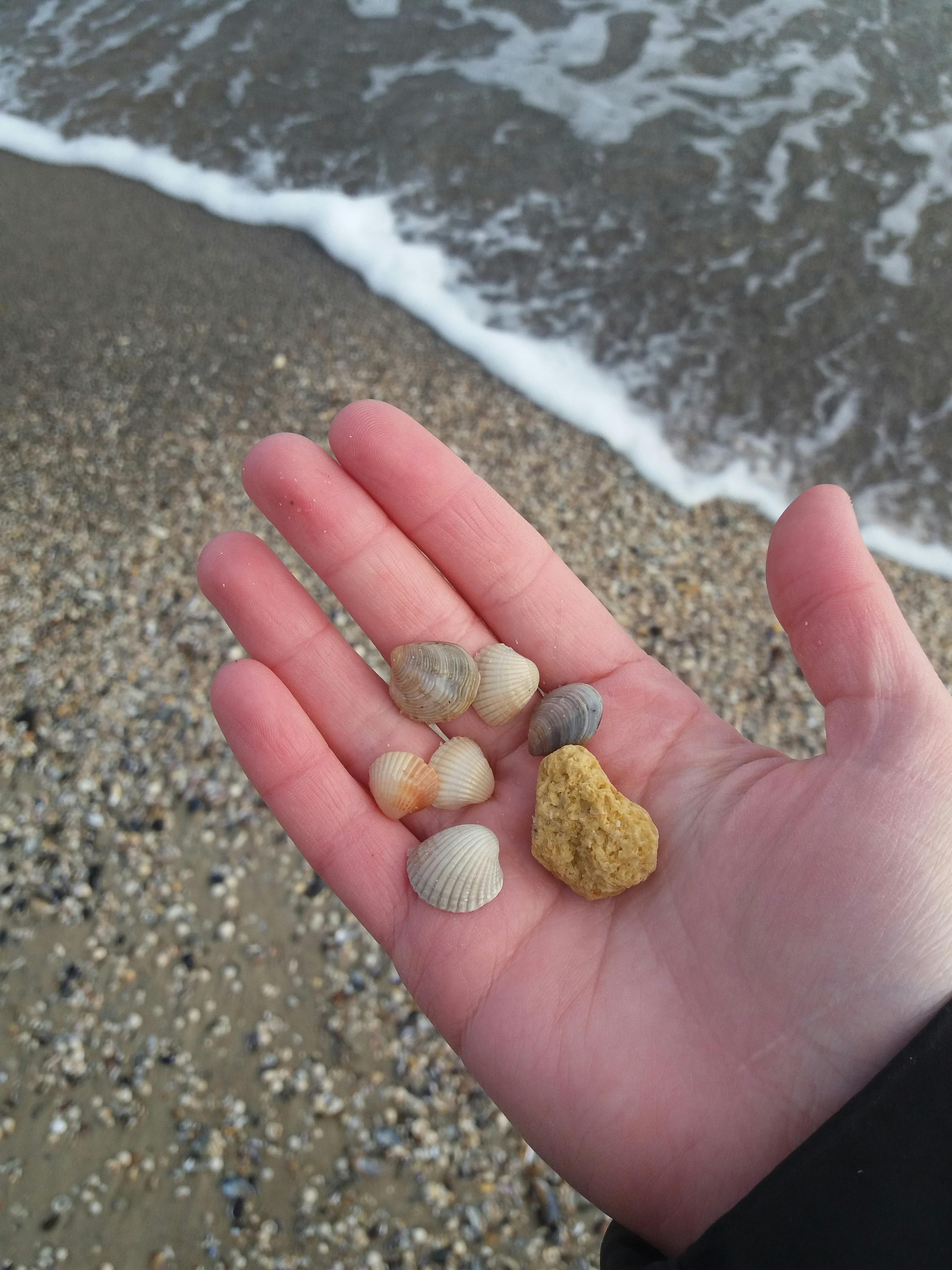 Hand Holding Shell · Free Stock Photo